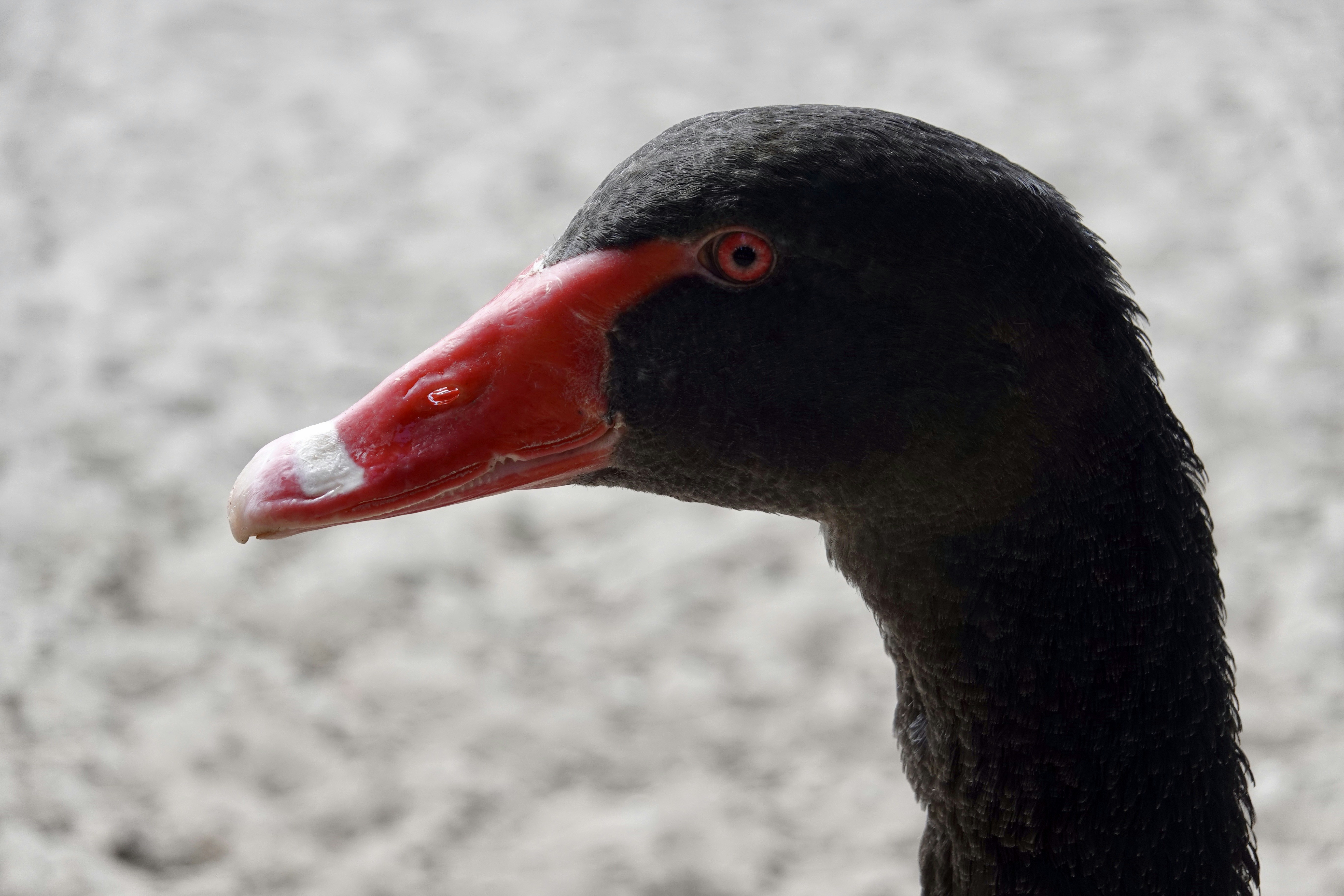 Red-Billed Sentinel: A Black Duck's Gaze Under Soft Light