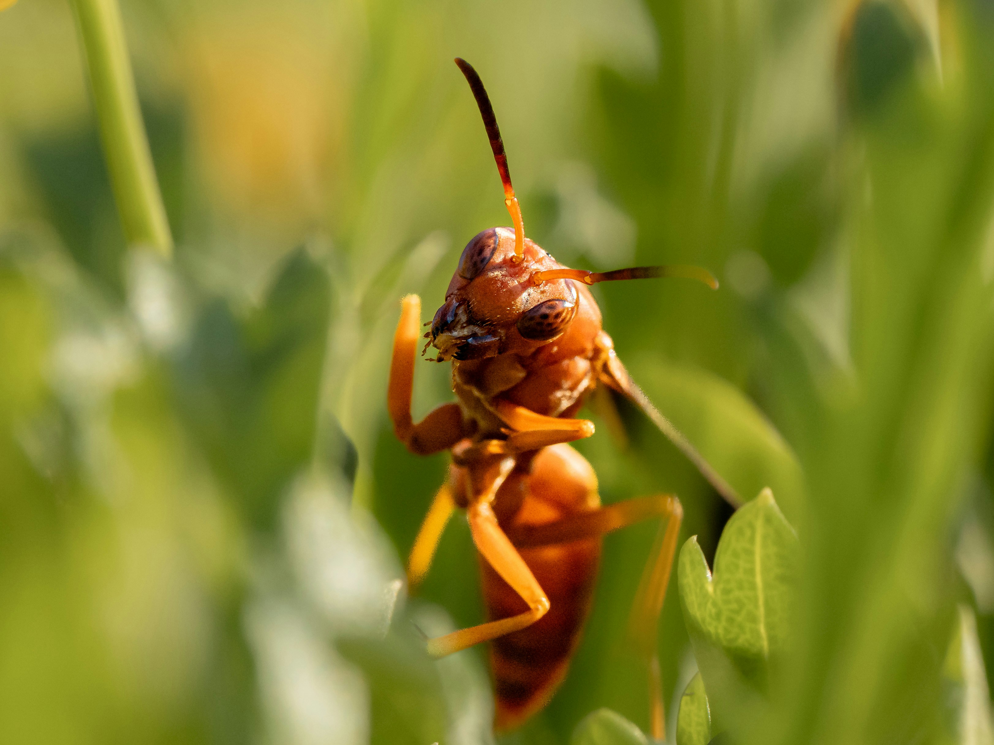 The Gentle Vigor of a Garden Warrior