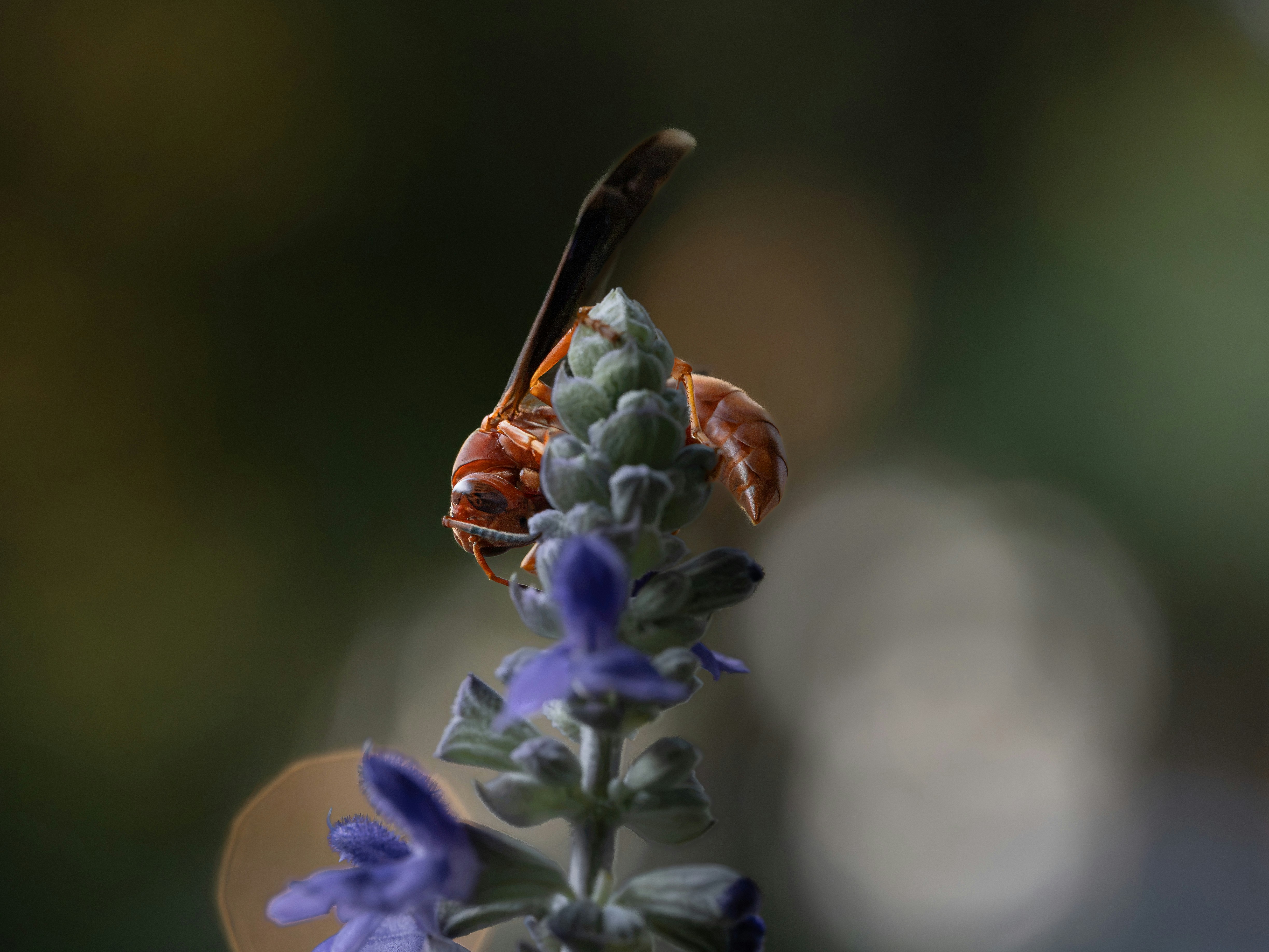 Crimson Snippet on Lavender: A Bee-Touched Bloom