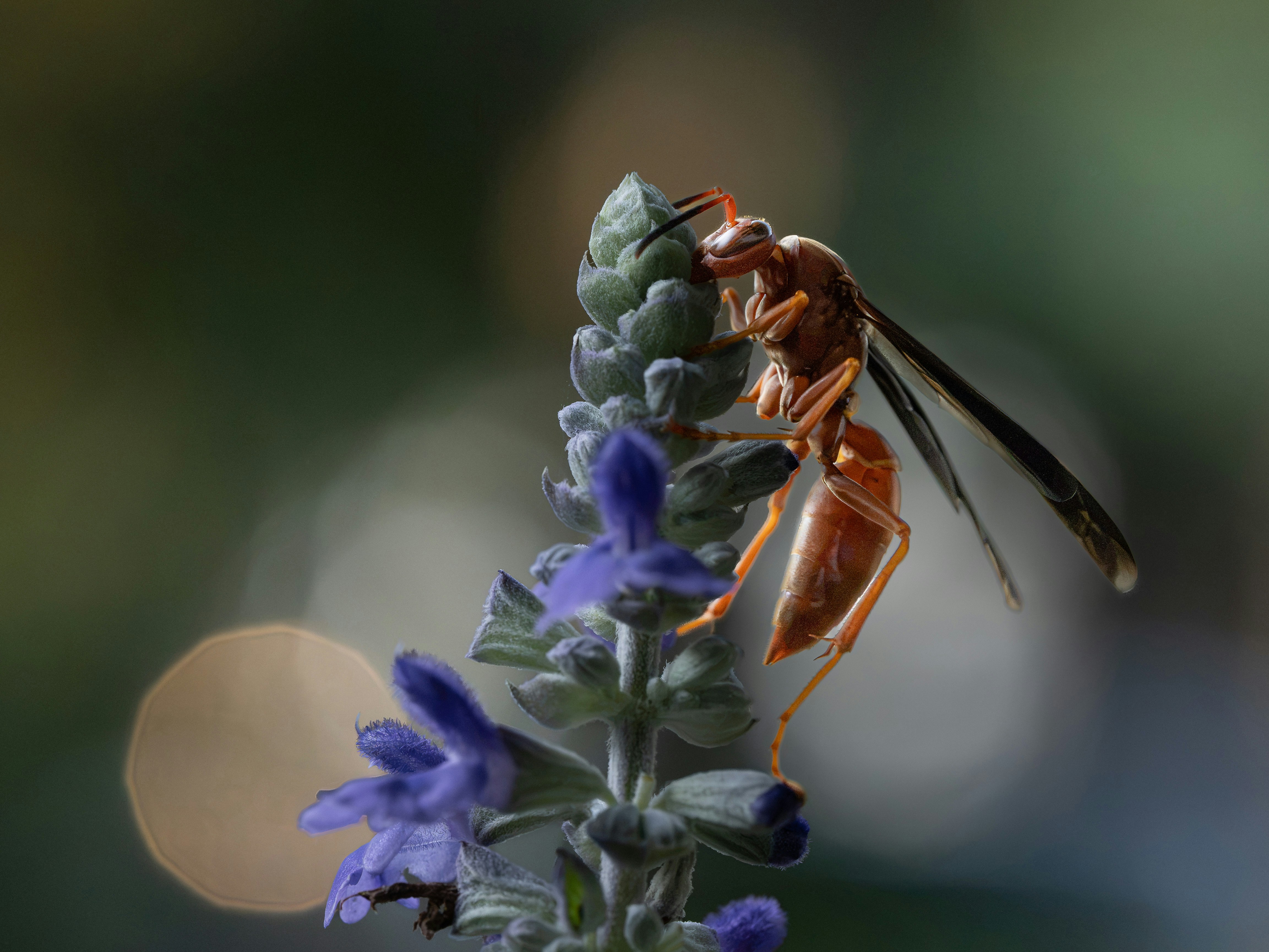 Amber Assassin on Lavender Spike