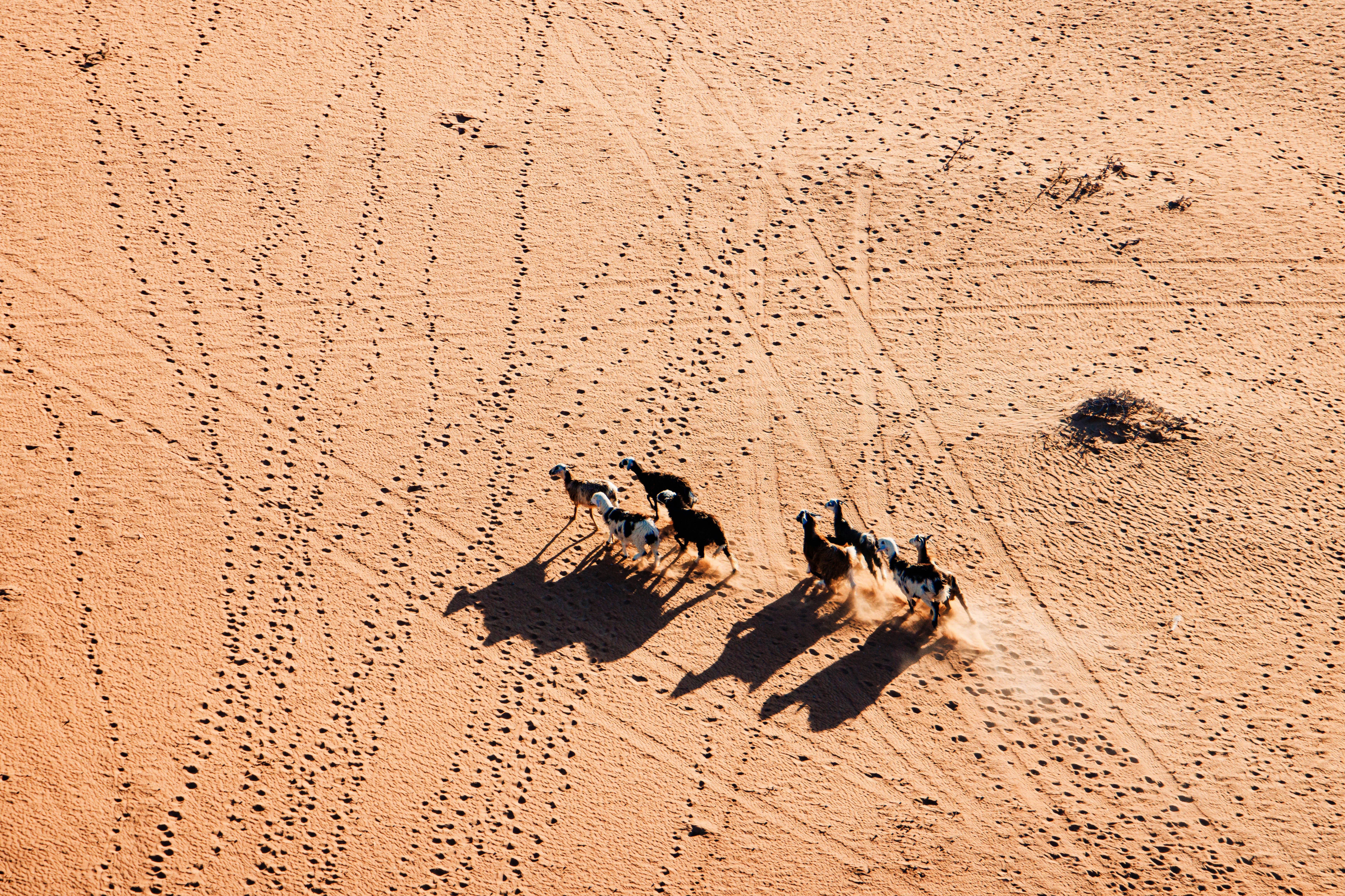 Dune Pack in Golden Light