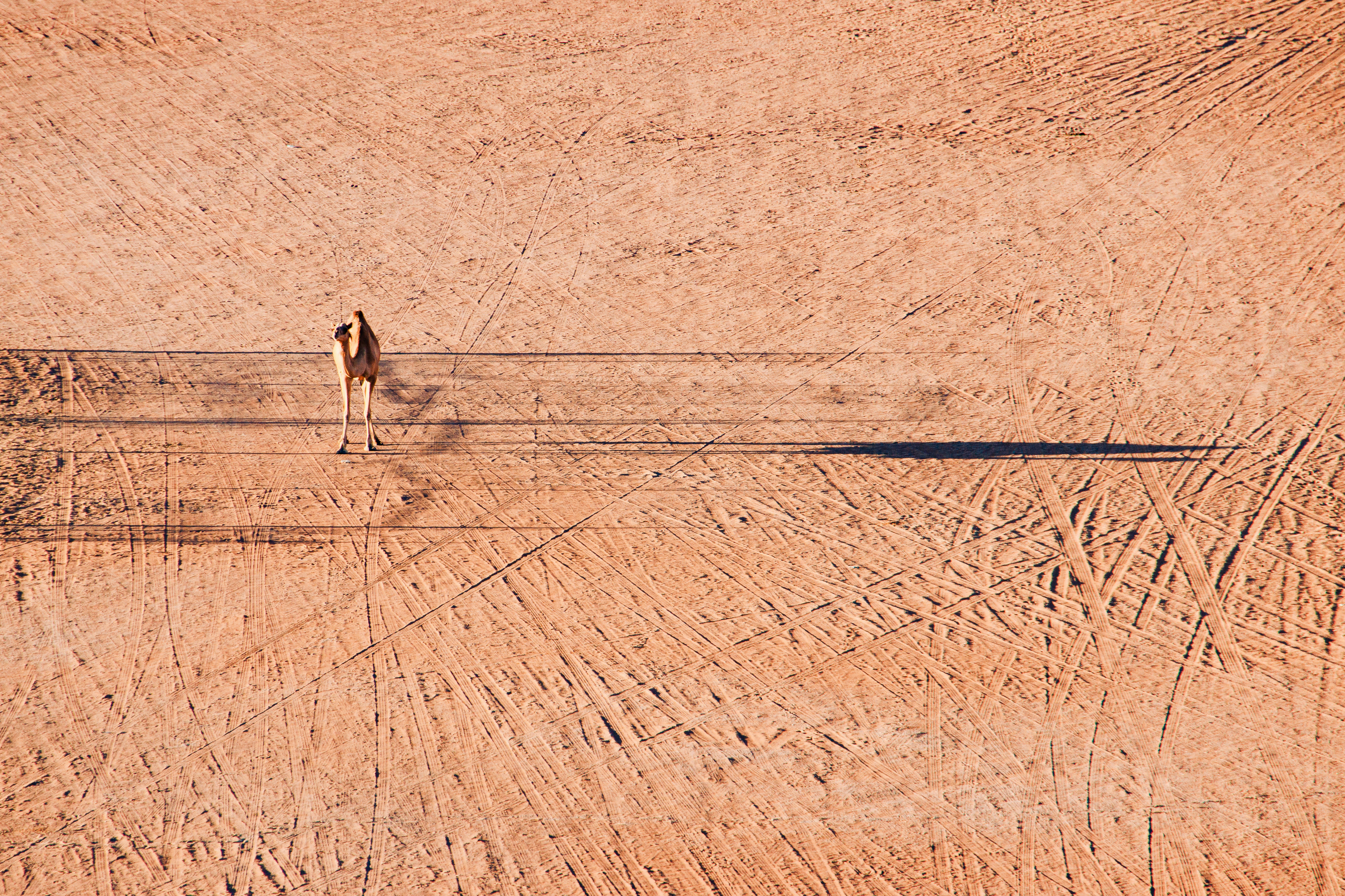  Lone Figure on a Marked Dune: Quiet Lines and Soft Light