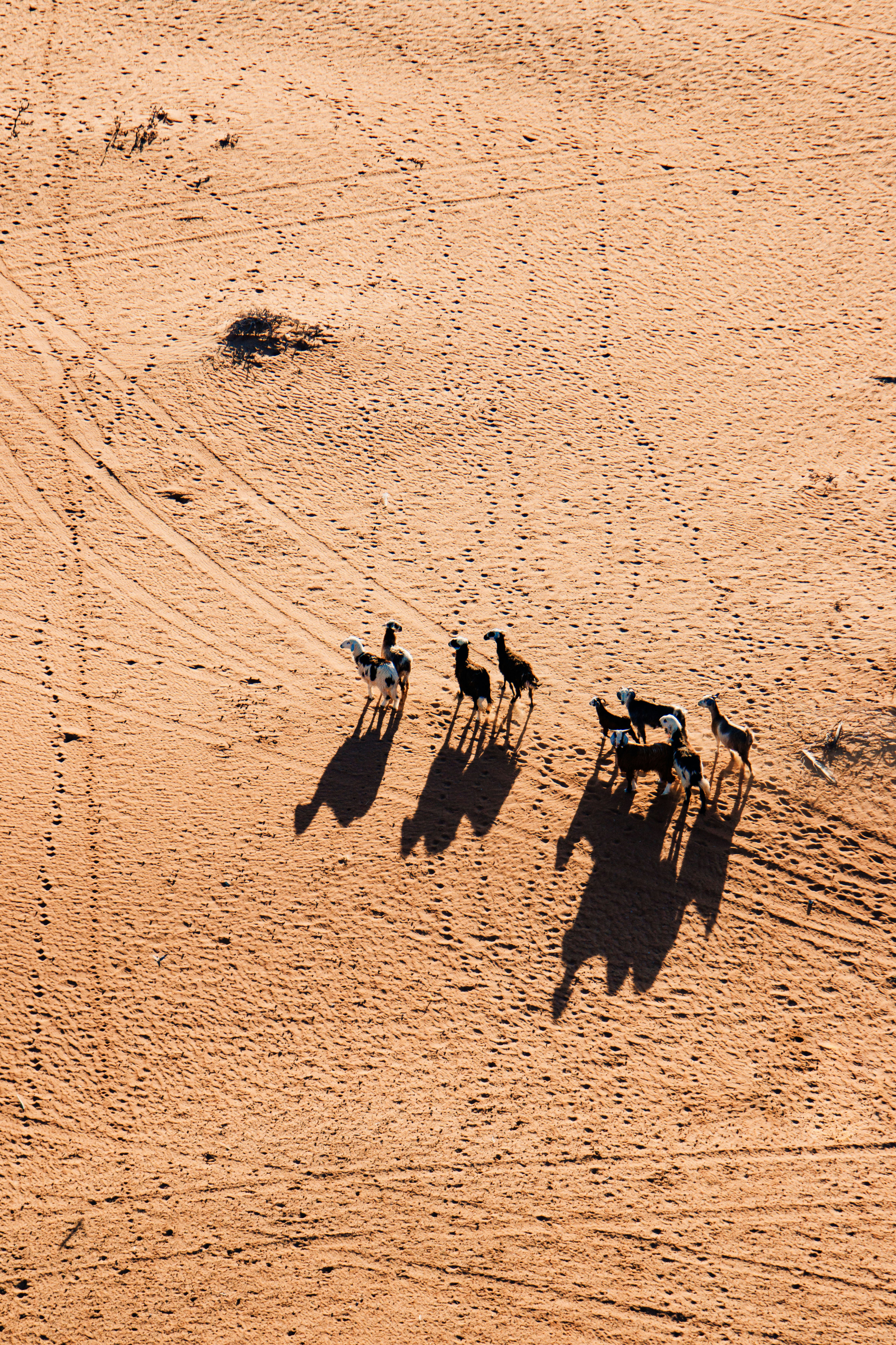 Dusty Desert Parade: A Flock Casting Long Shadows