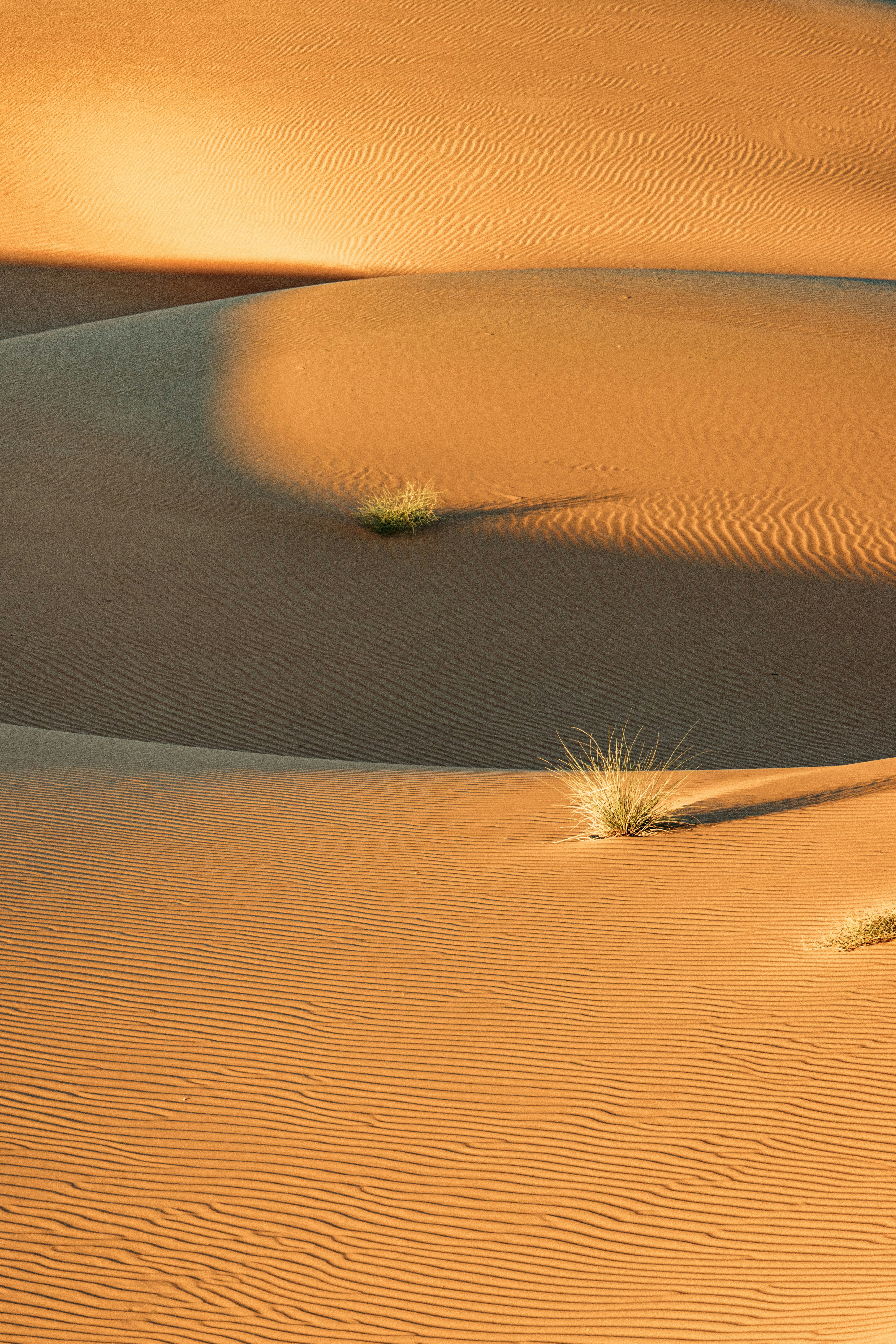 Whisper of Dunes: Soft Shadows and Sparse Grass