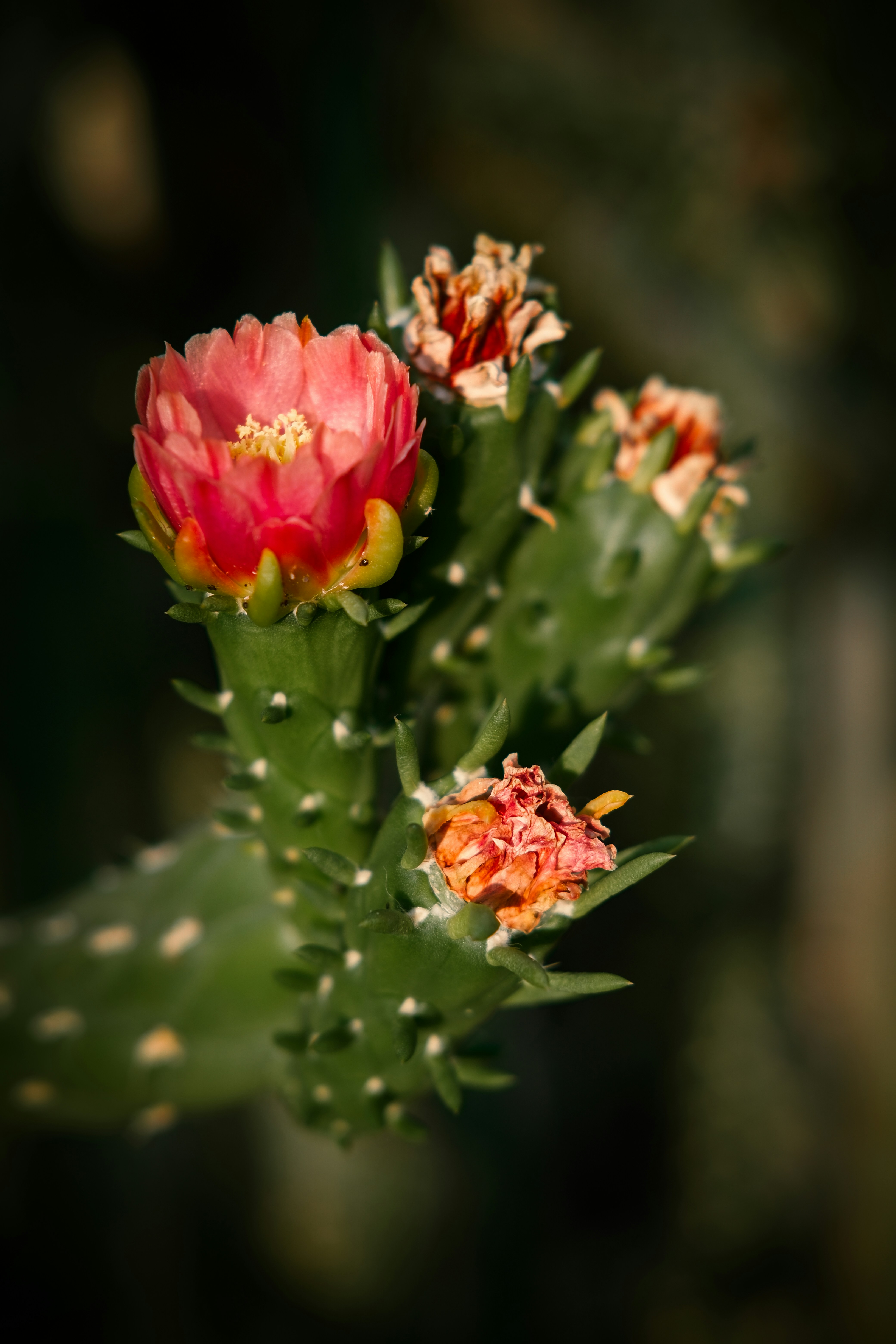 Desert Rose: Nectar Bloom on a Thorny Cactus Arm