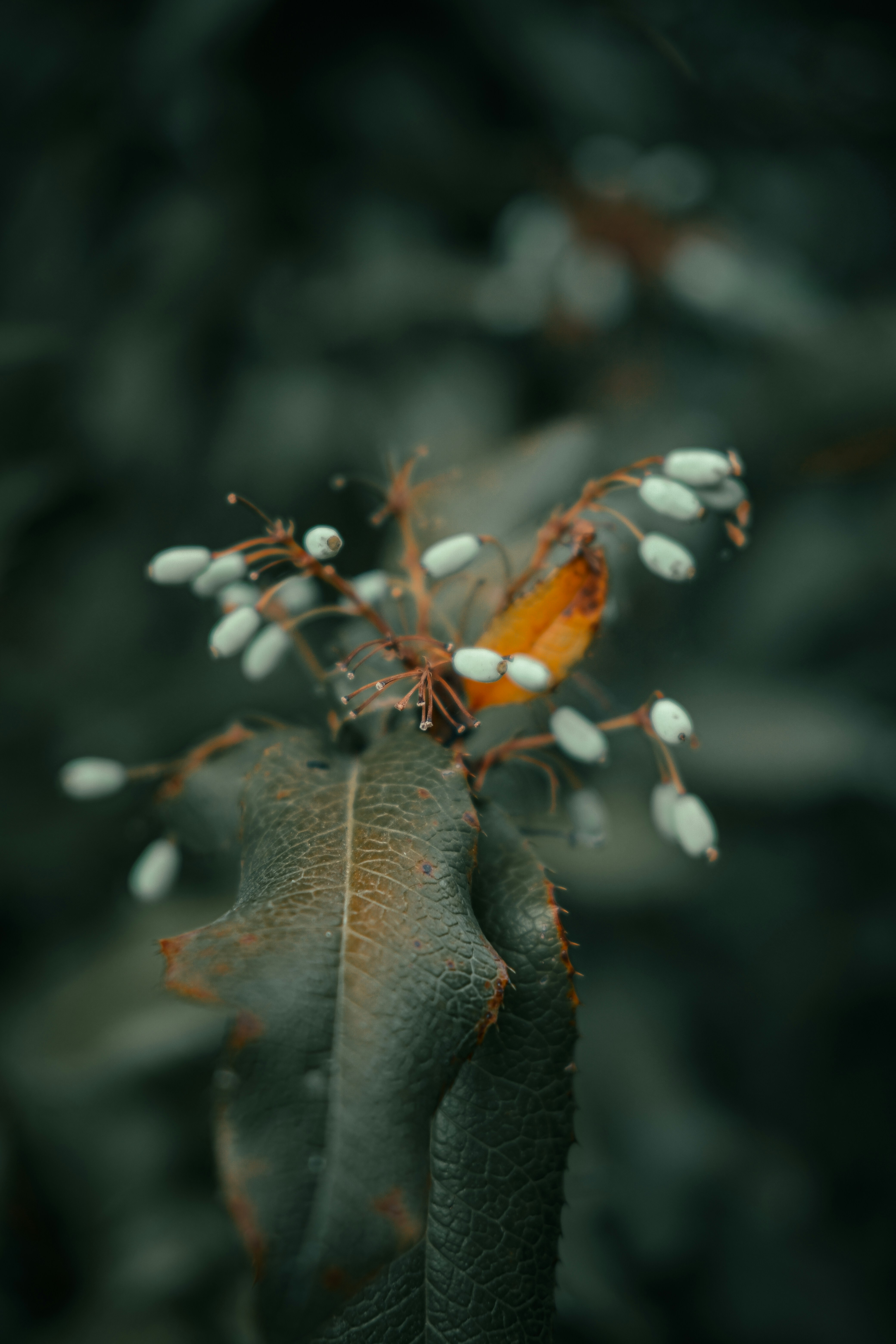 Dewy clusters on a thorned leaf in a shadowed hedge