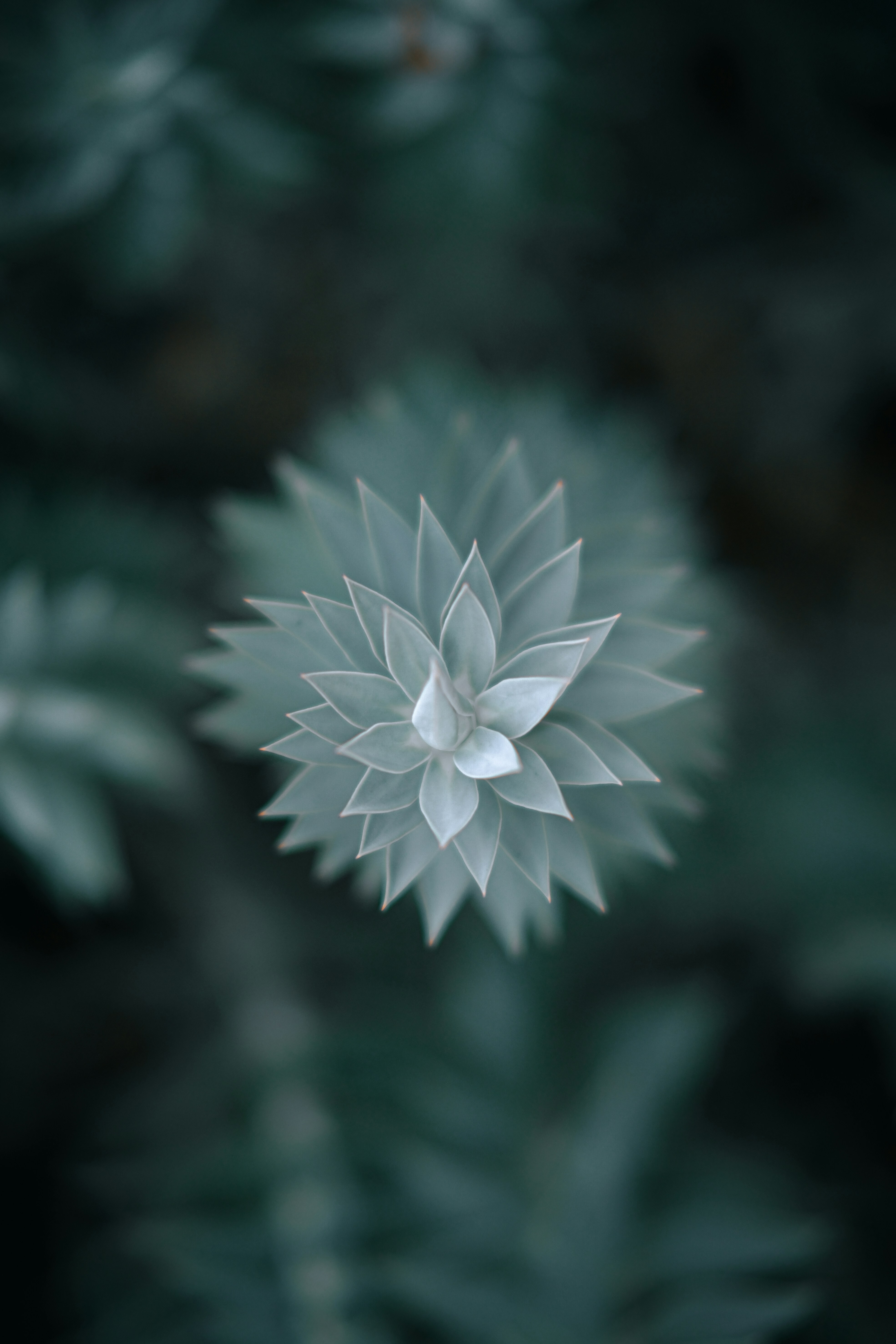 Centered Rosette: A Narrow-Depth Study of a Moonlit Succulent