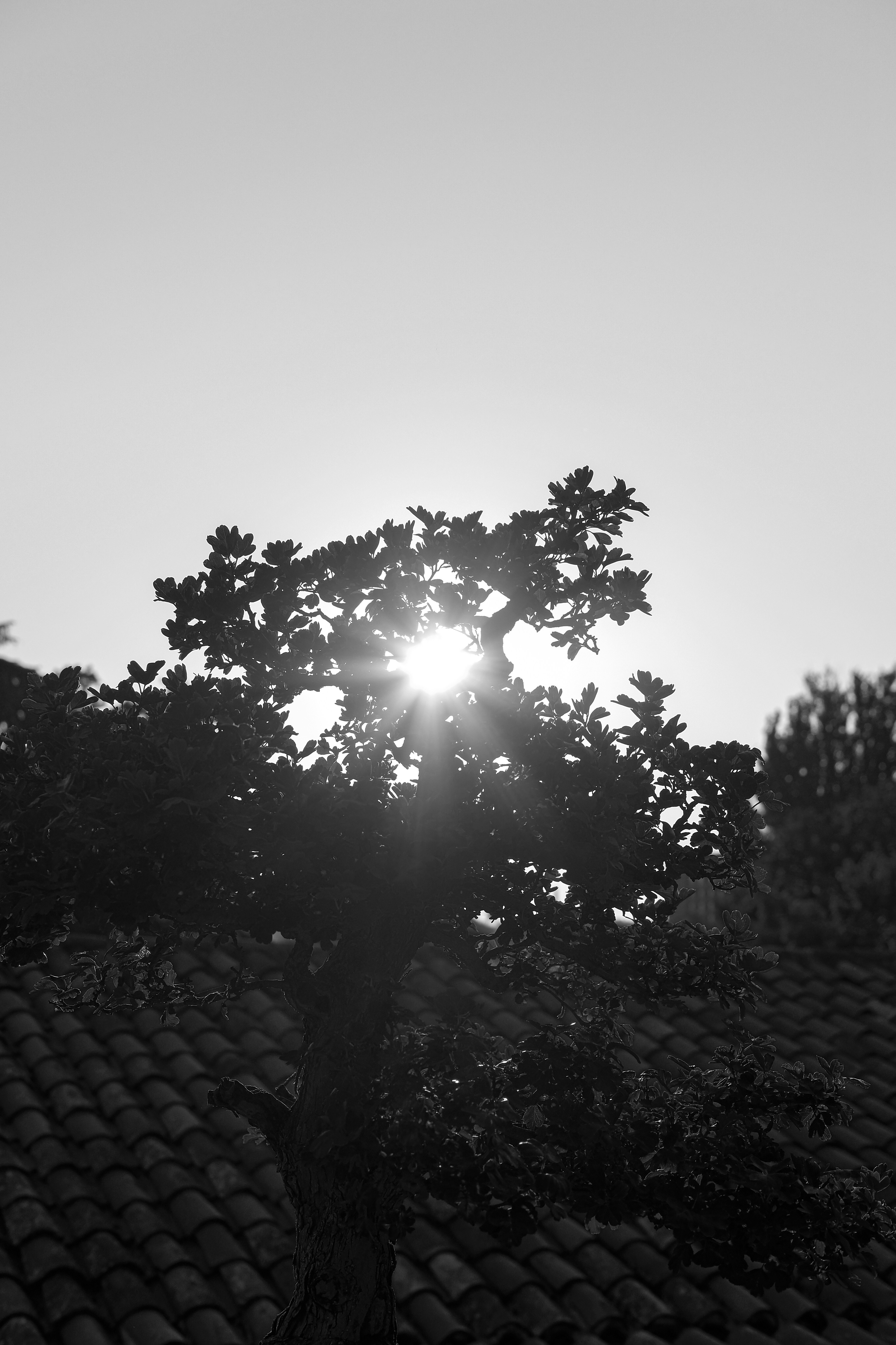 Sunlit Crown: A Gnarled Tree Reaching into the Sky