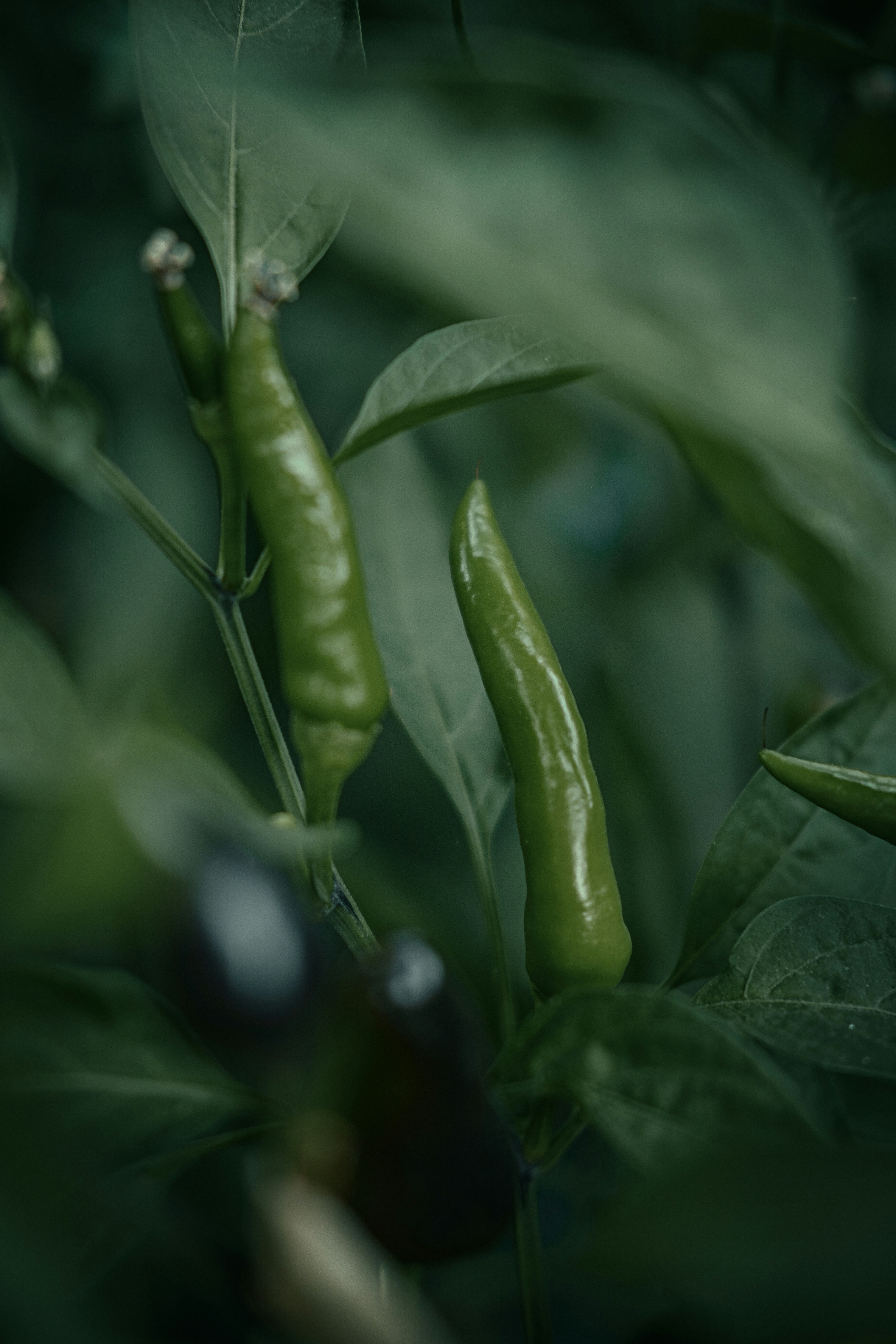 Emerald Peppers: A Quiet Moment Among Chili Foliage