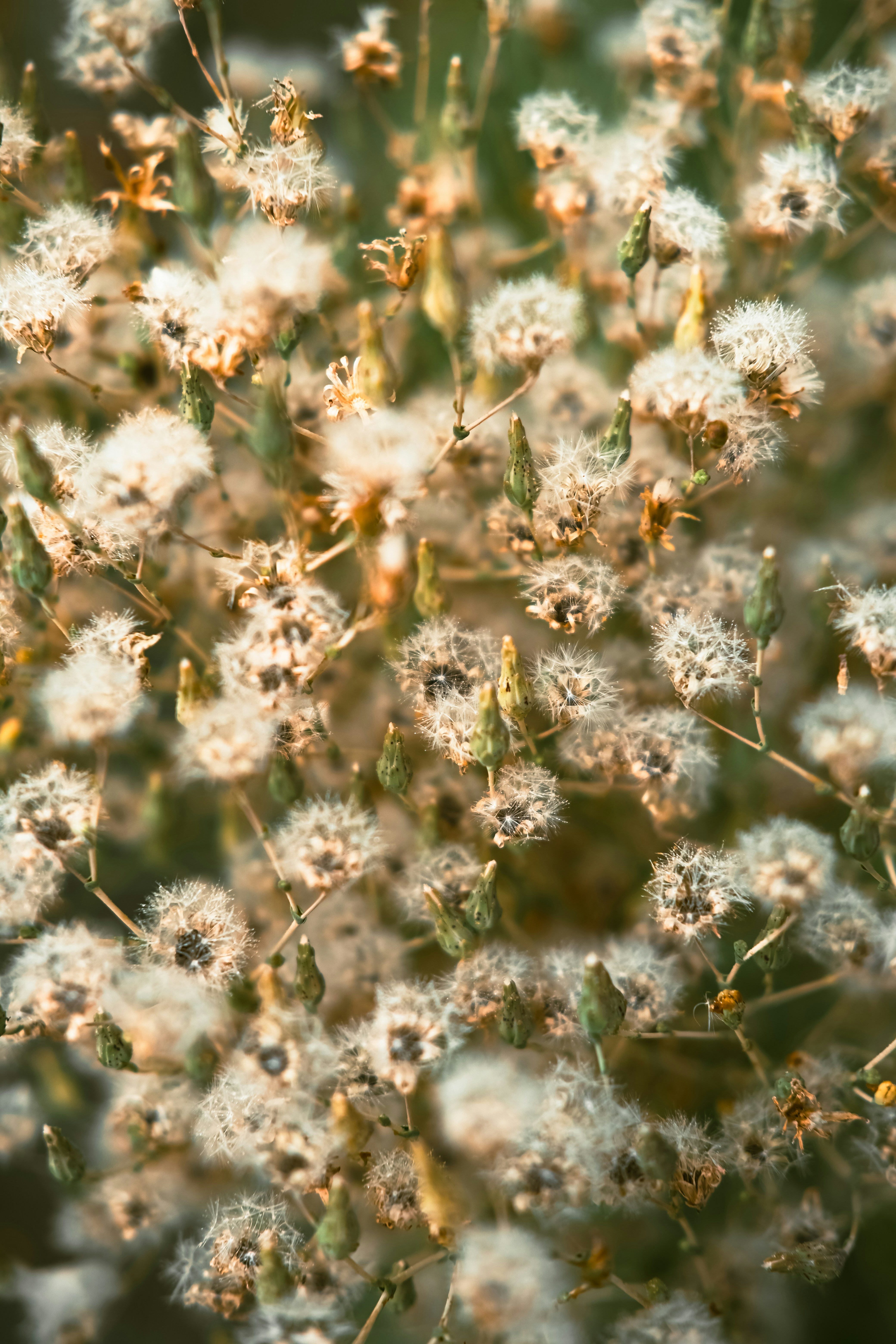 Soft Seeds in Autumn Light
