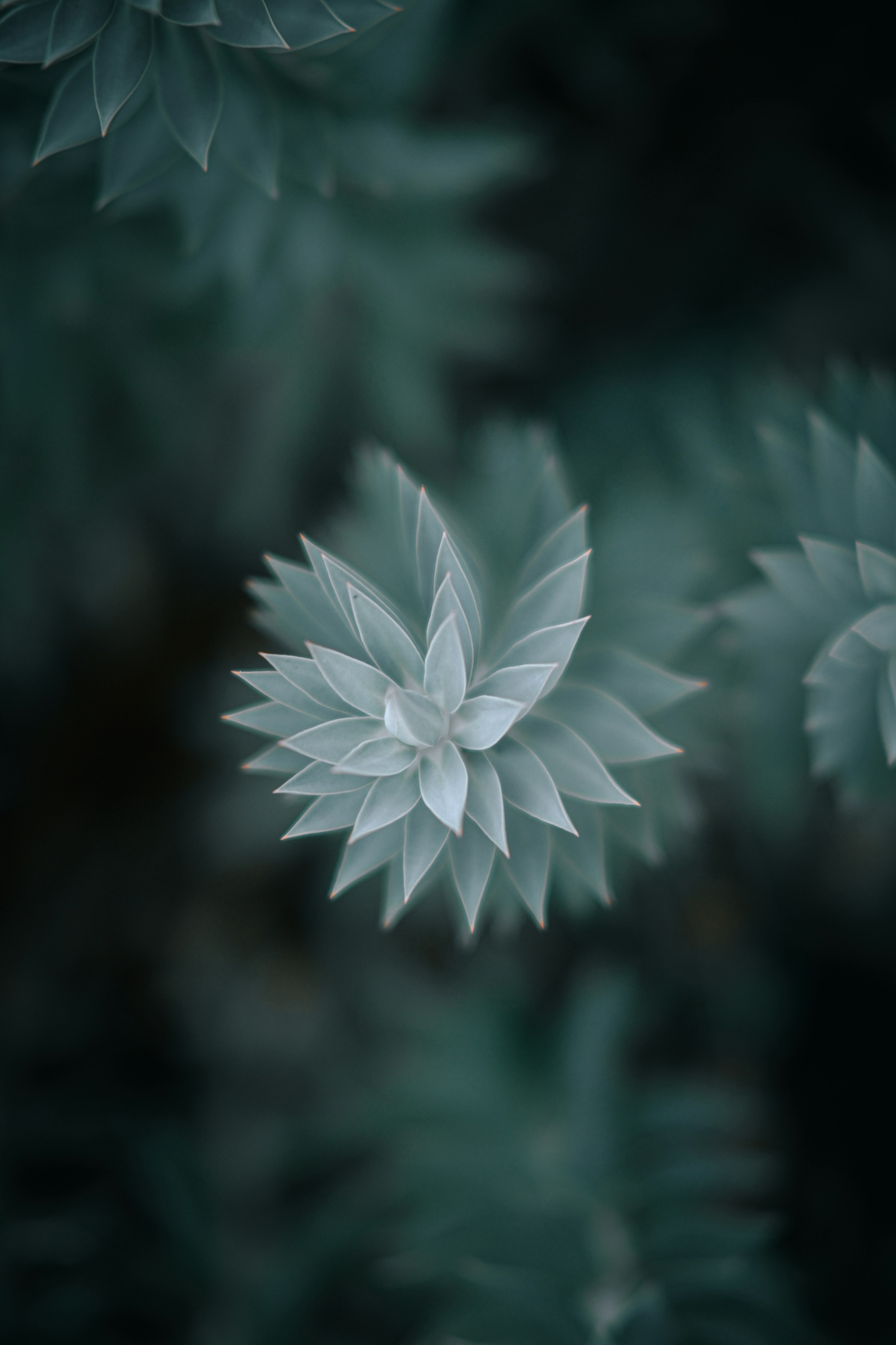 Fractal Rosette: A Succulent in Soft Focus Orbit