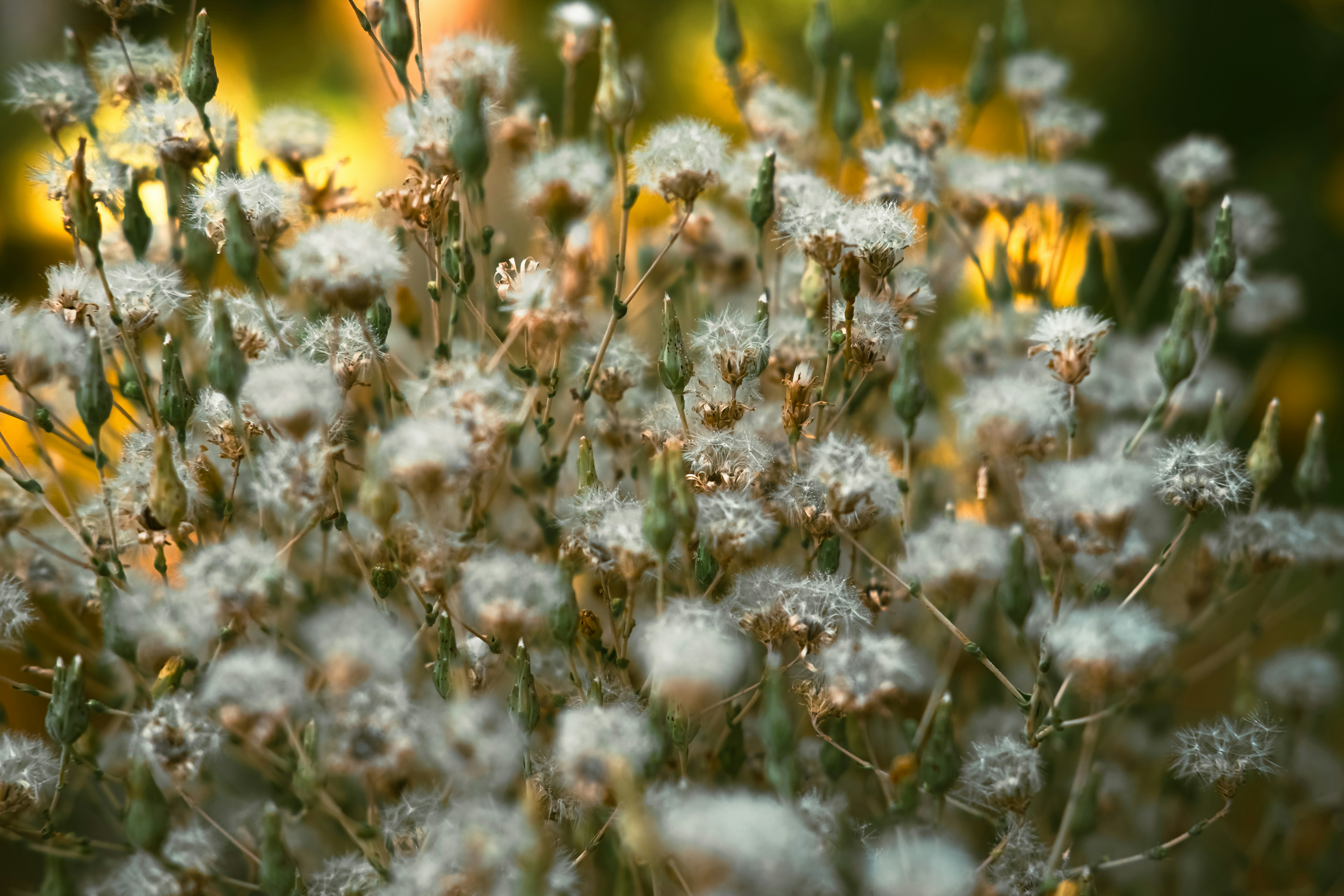 Soft Dandelion Cloud over Autumn Field