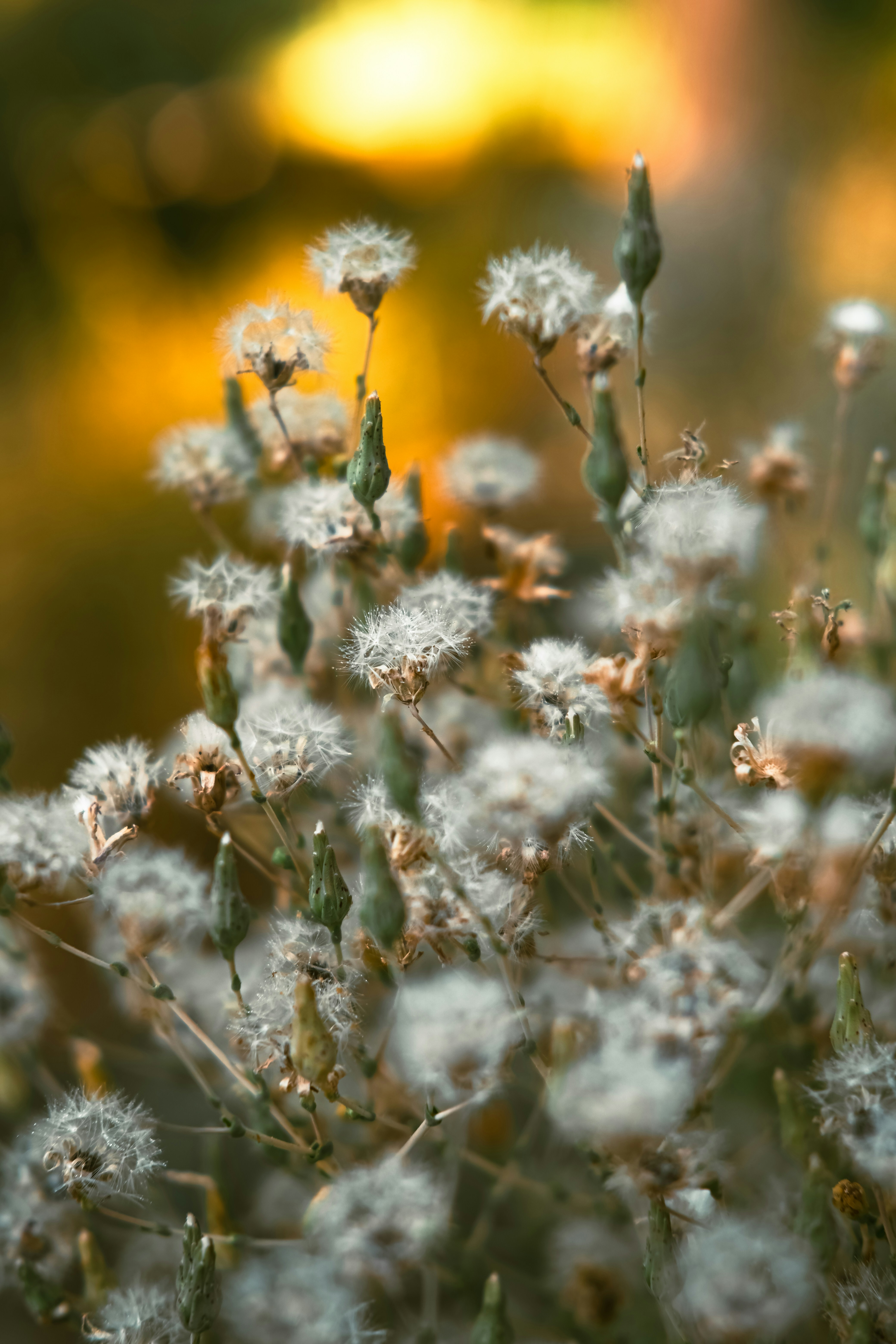 Soft Dandelion Echoes in Backlit Wildflower Field