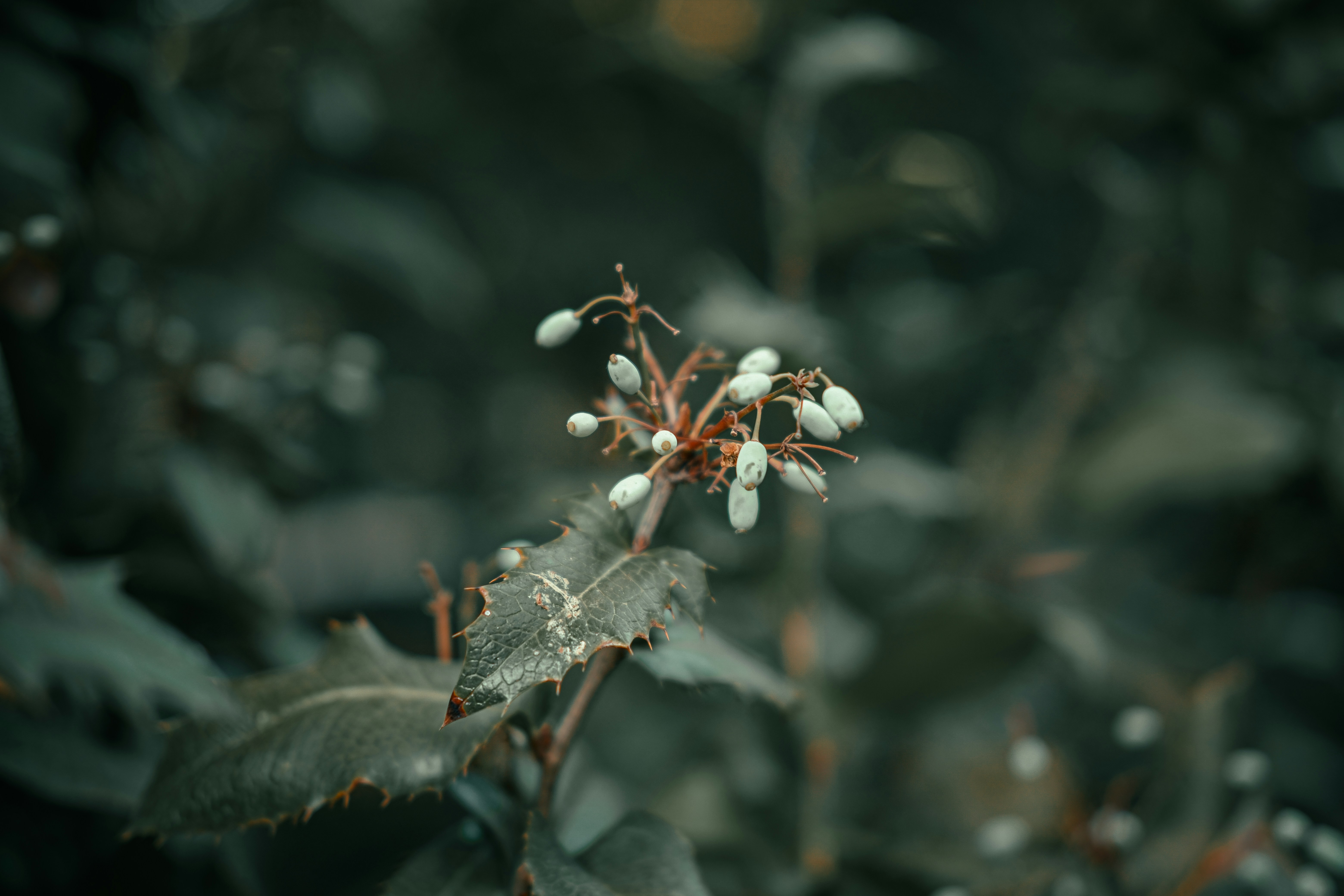 Berry-clustered stem in a moody green thicket