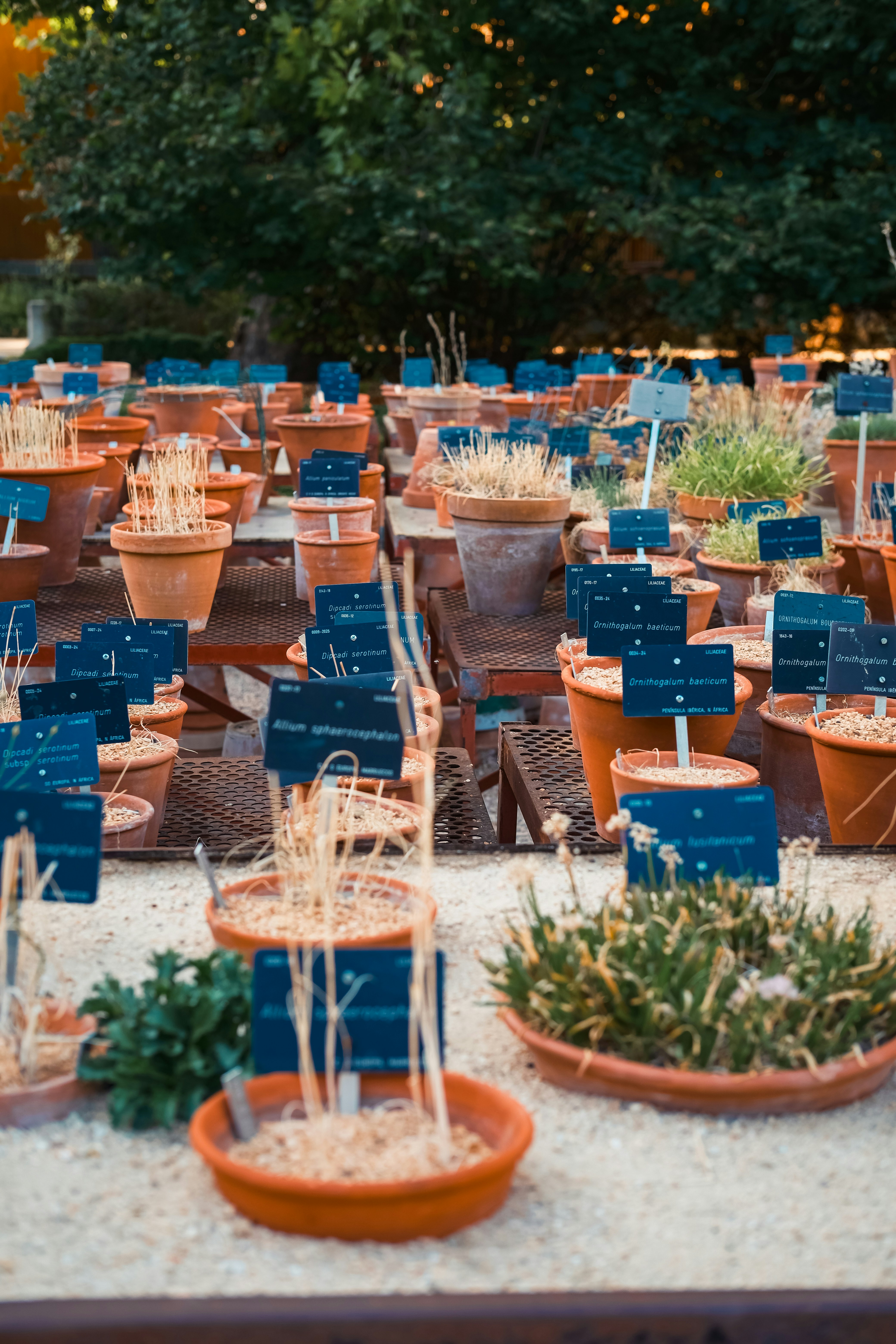 Dotted Rows of Terracotta Pots in a Shaded Plant Nursery