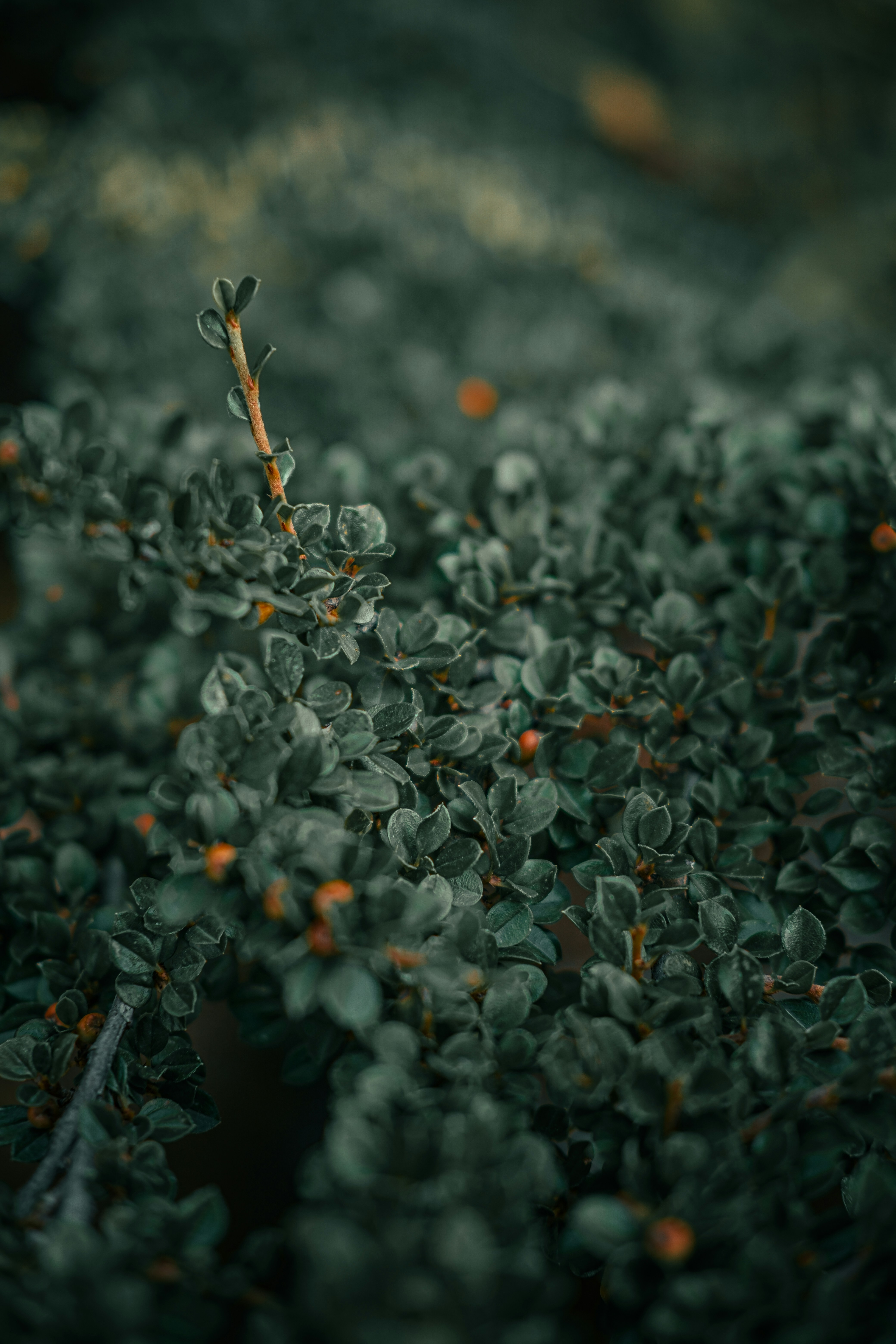 Whispering Leaves: Close-Up of a Low Shrub with Subtle Orange Berries