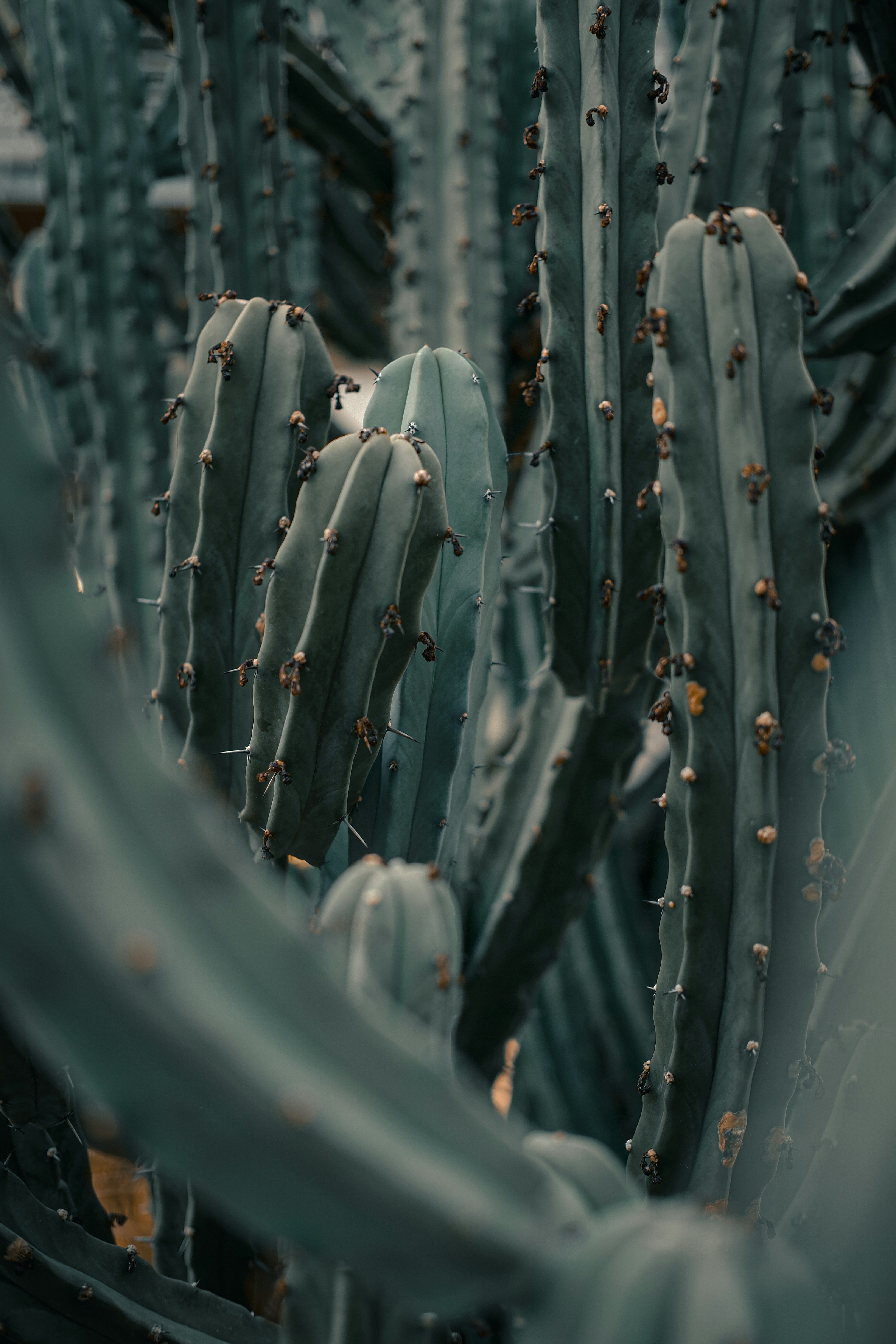 Desert Veins: Close-up of Cactus Spines in Dappled Twilight