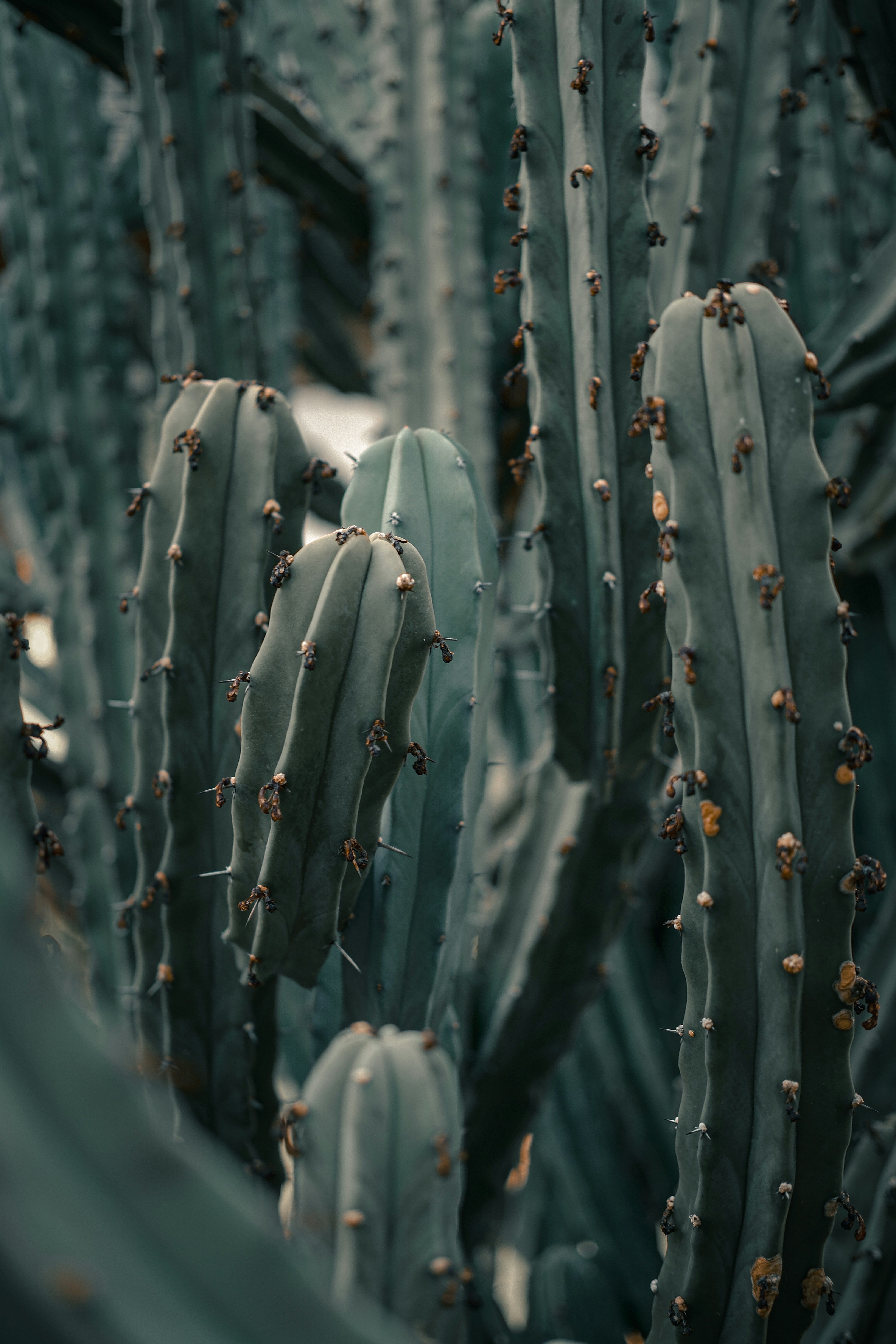 Spiky Sentinel: A Dense Garden of Cacti in Cool Tones