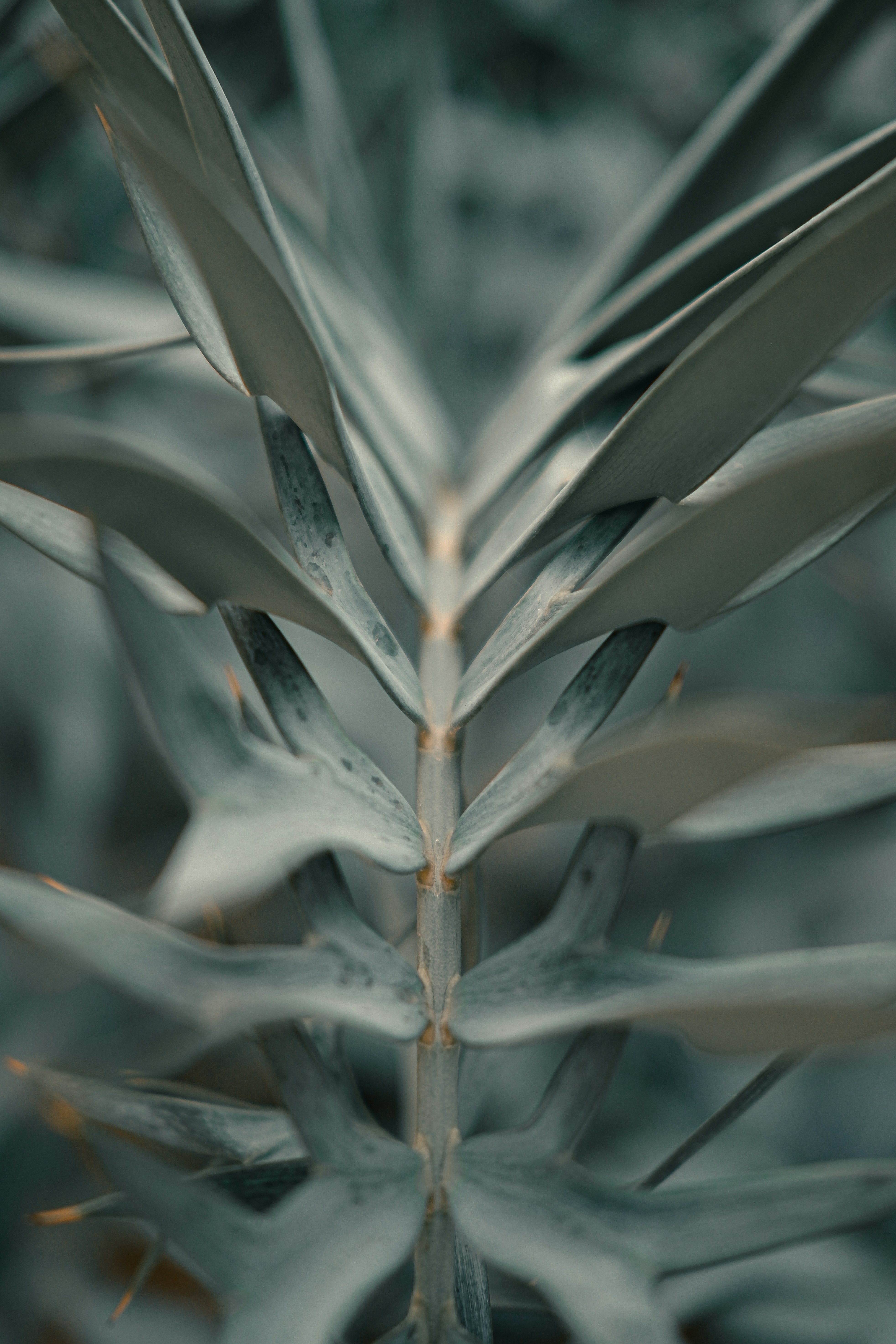A Pale Crest: Close-up of a Blue-Gray Foliage Spine