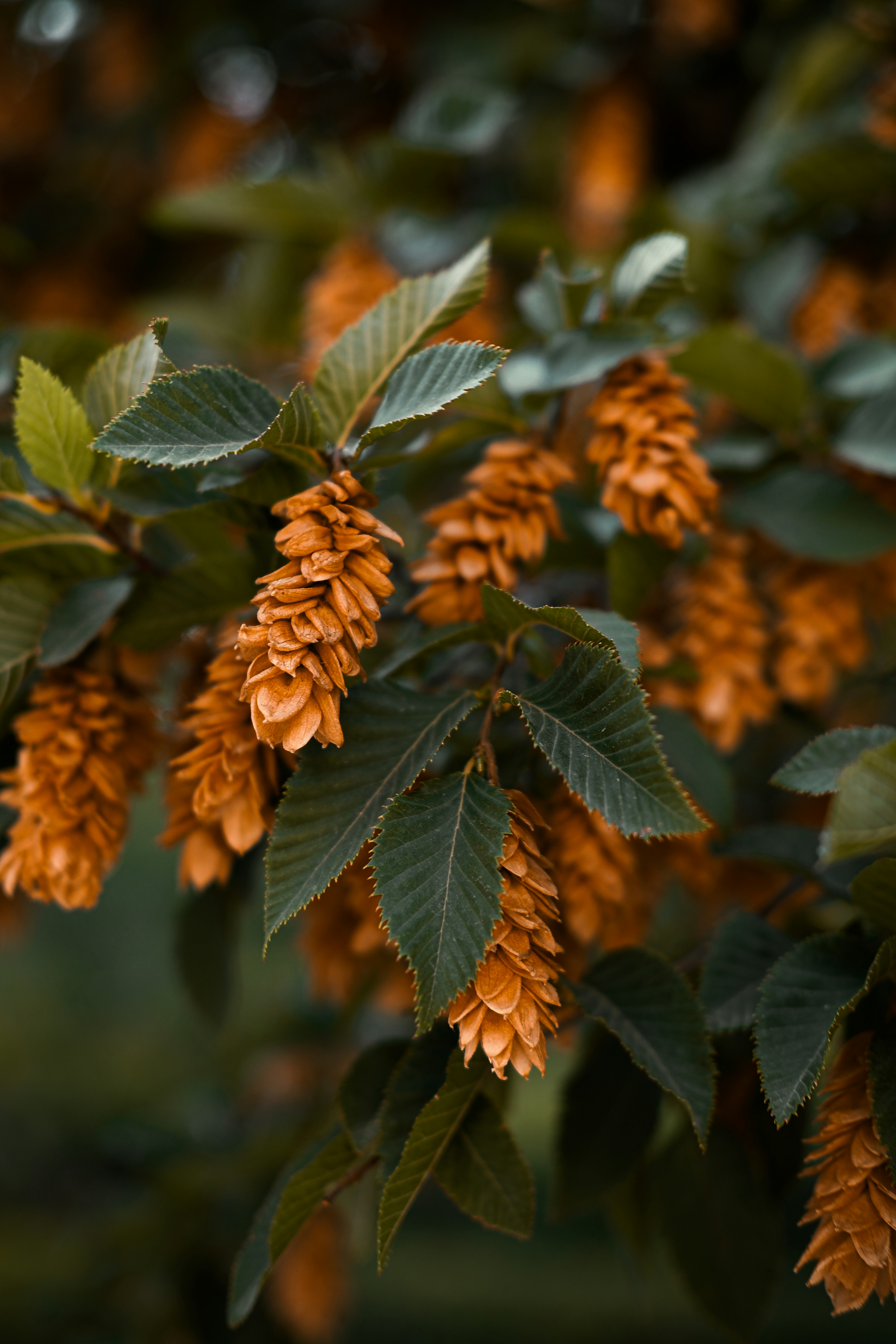 Amber Catkins on a Dusky Branch