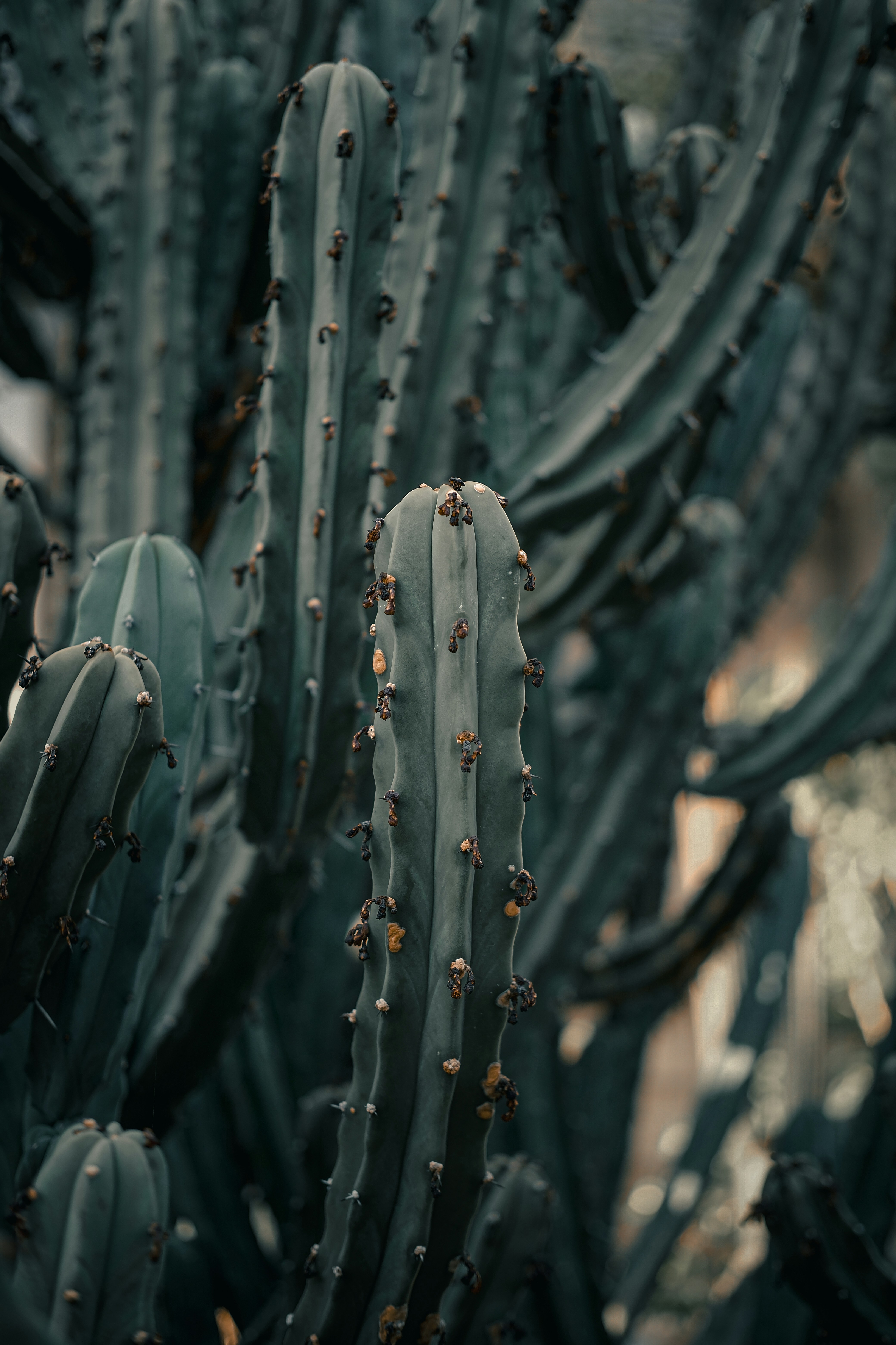 Cactus Columns: A Dense Sea of Blue-Green Spines