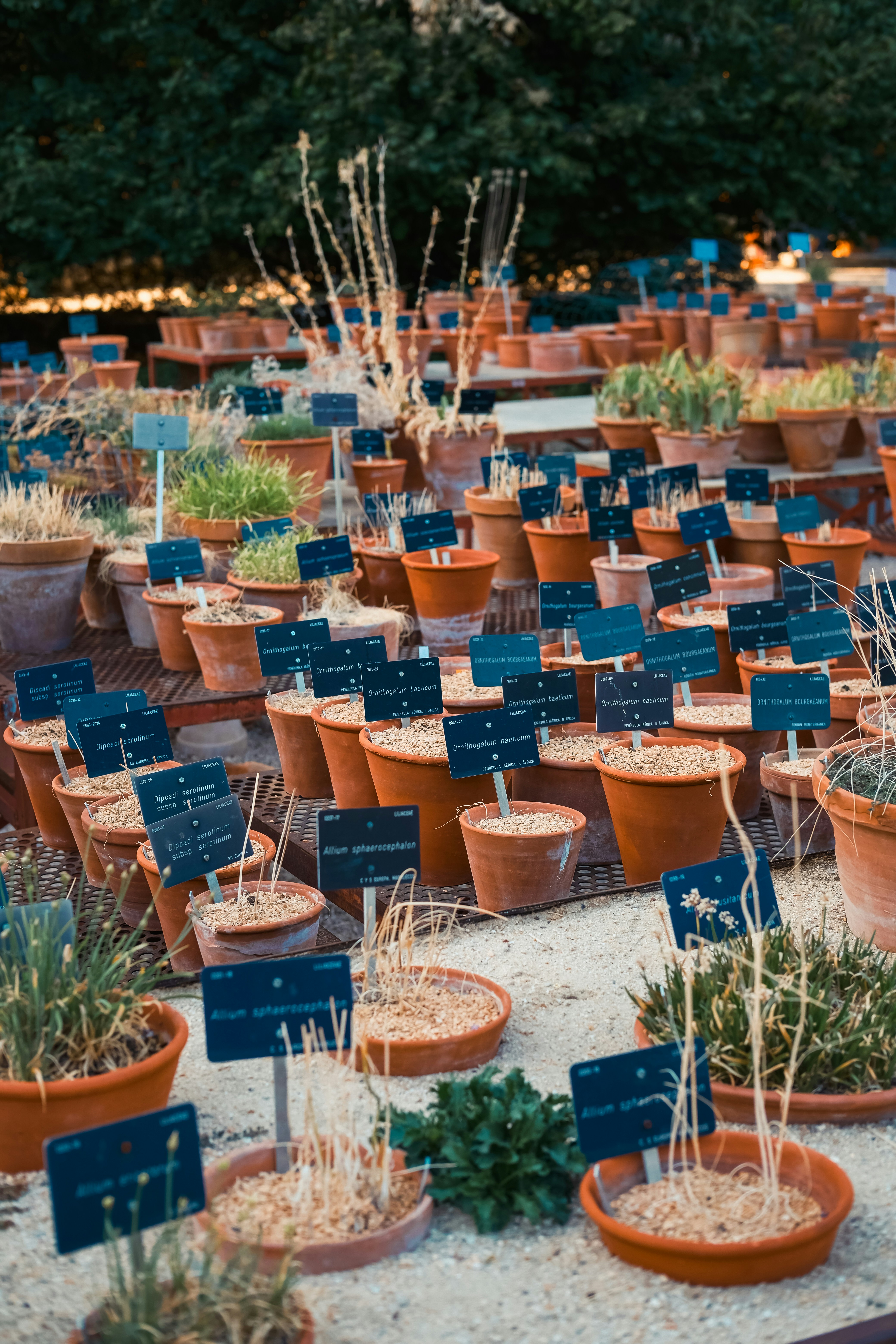 Terracotta Nursery: A Sea of Tagged Pots in a Sunlit Garden