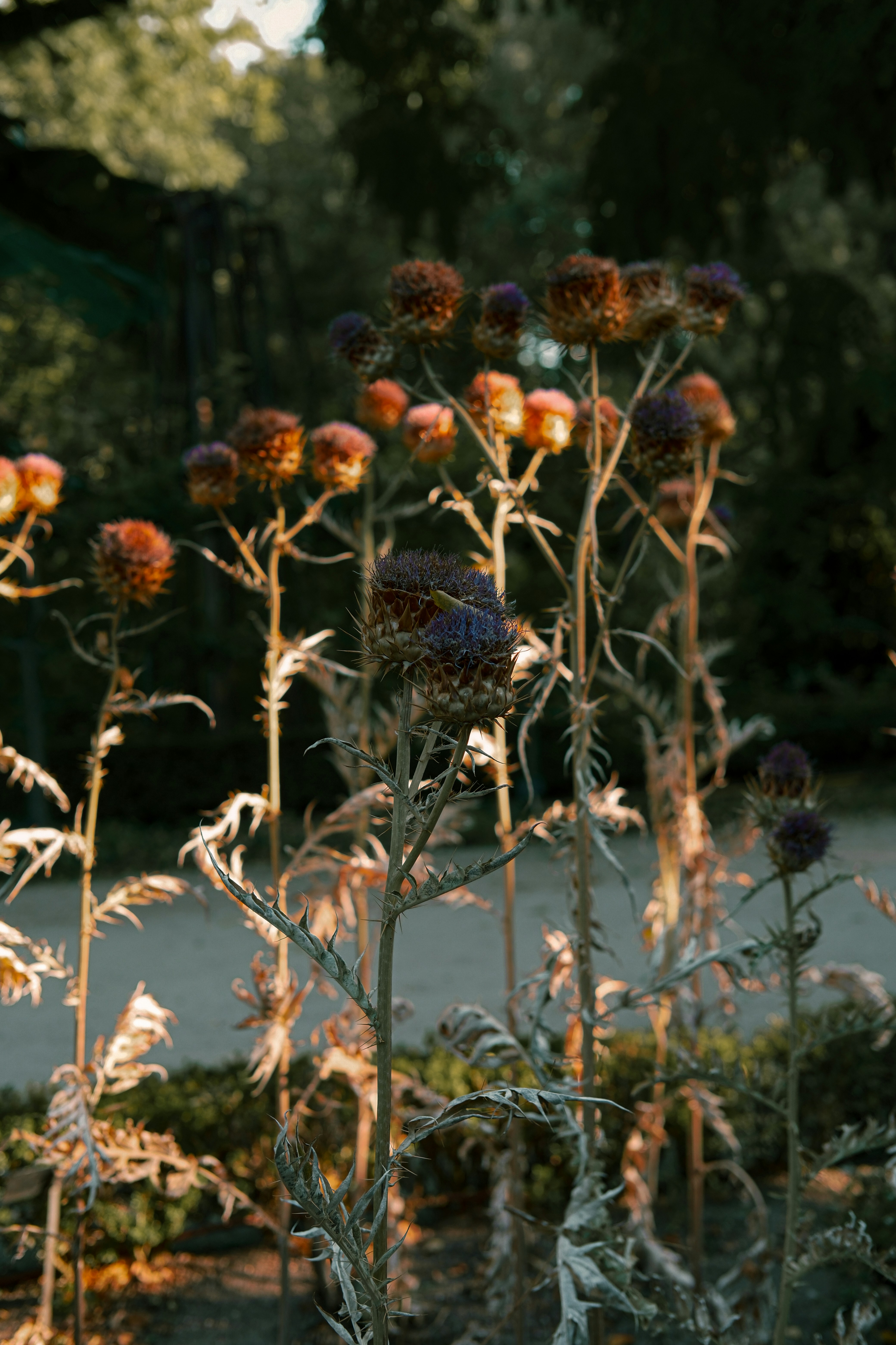 Sunlit Thistles in a Quiet Garden Wake