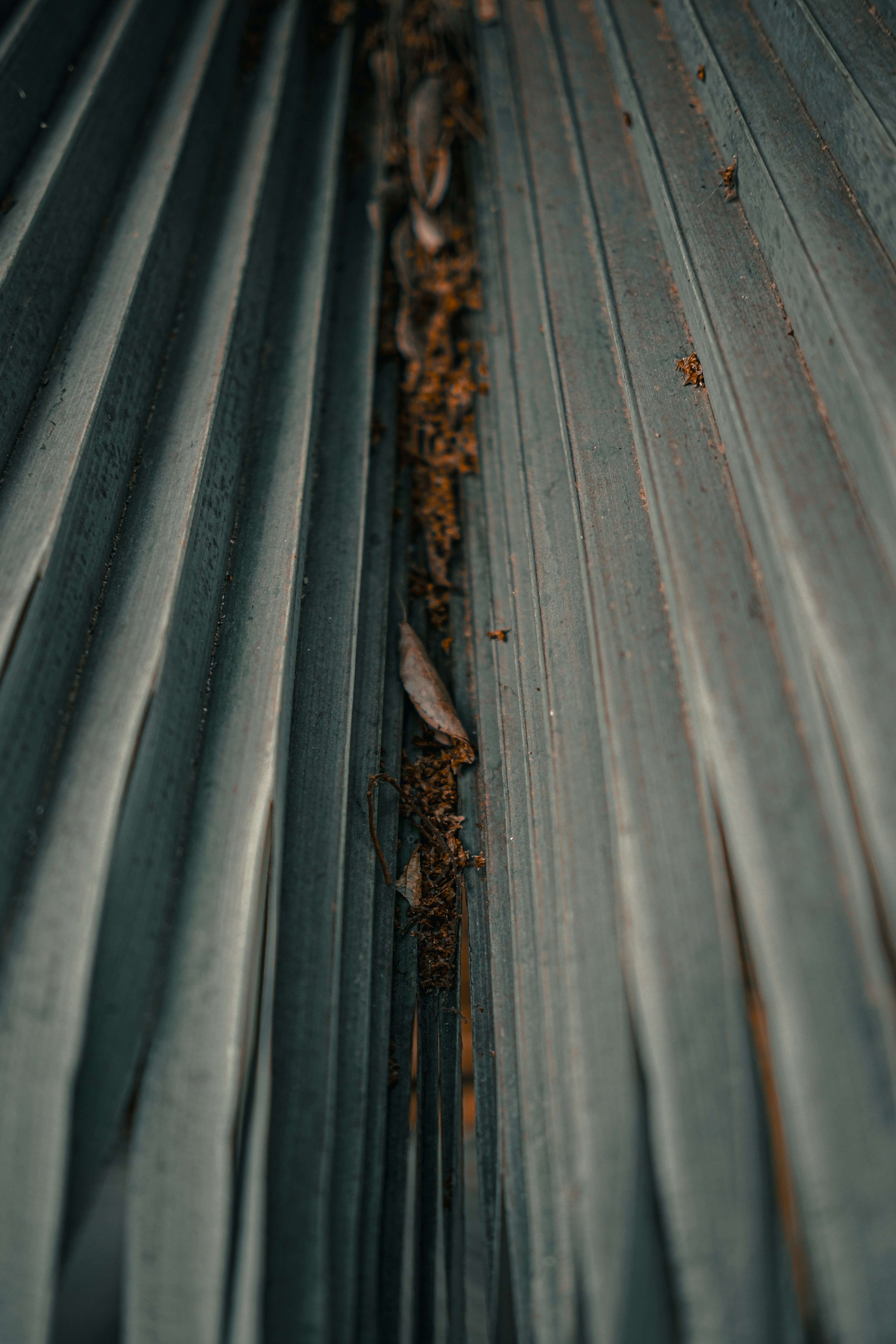 Vertical Striations: A rugged close‑up of weathered leaves with a dirt seam