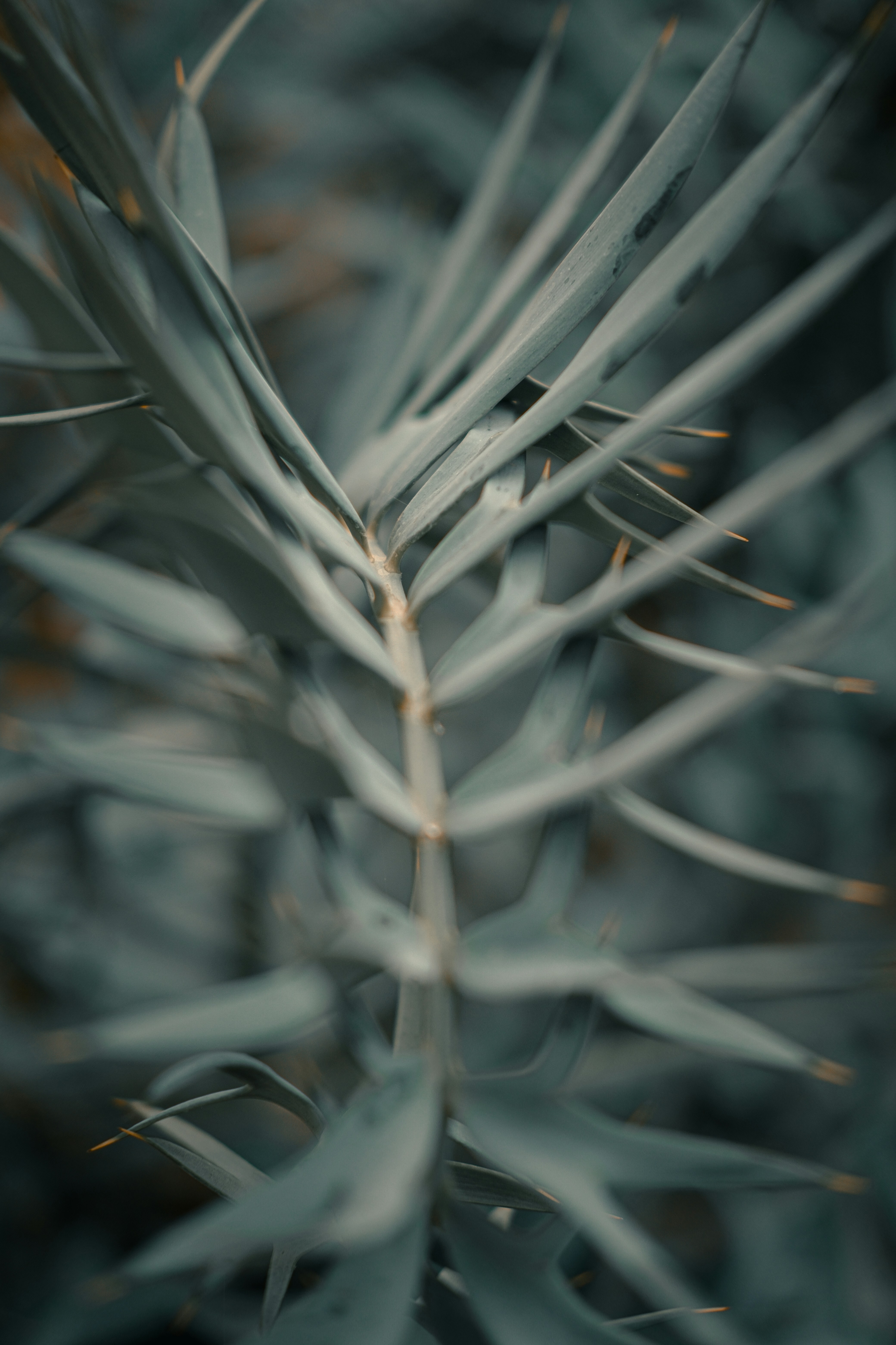 Tangled Yields: Close-up of Silvery Spines in Quiet Blue
