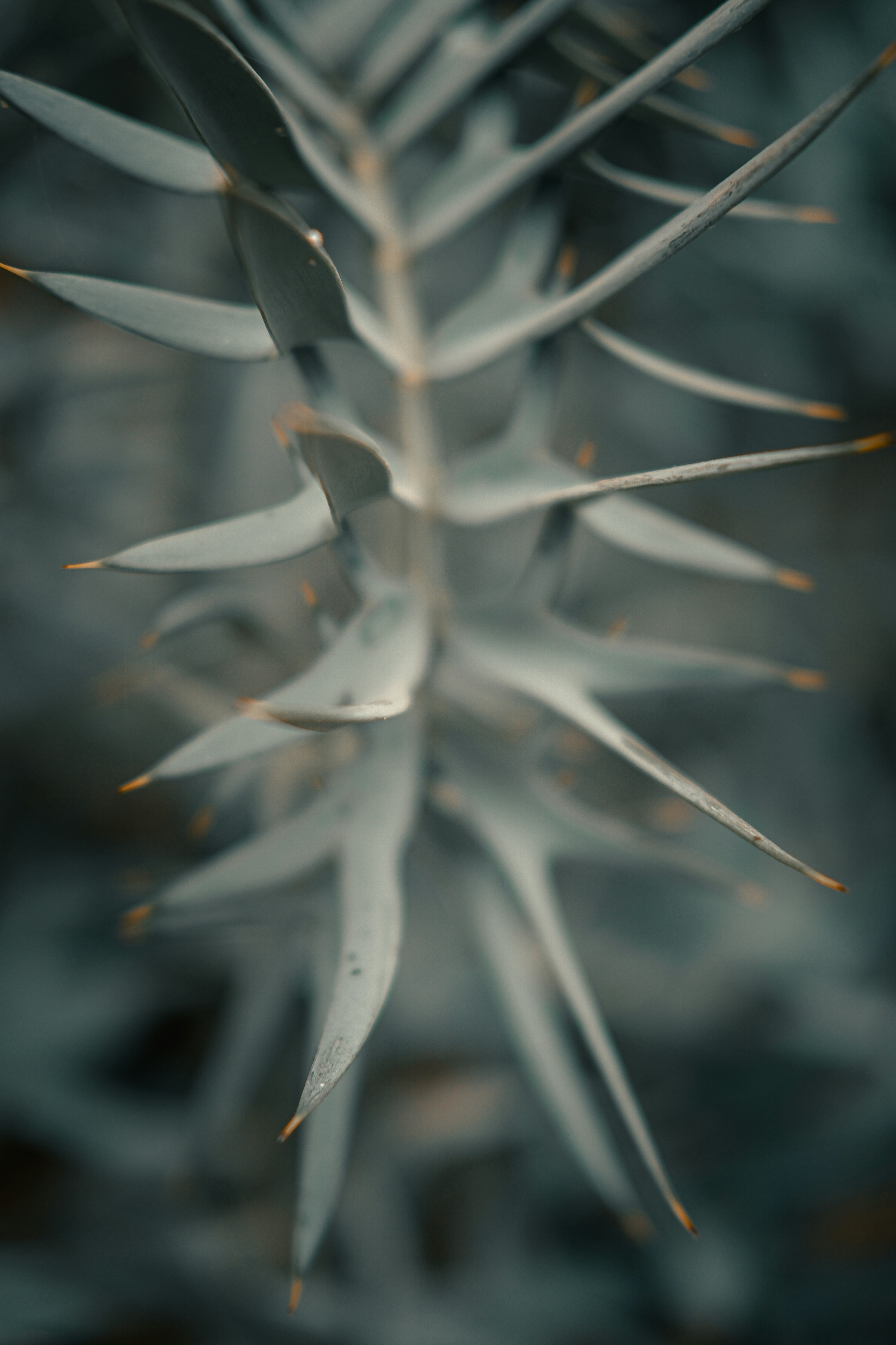 Desaturated Succession: Close-up of a Spiky Succulent Spine