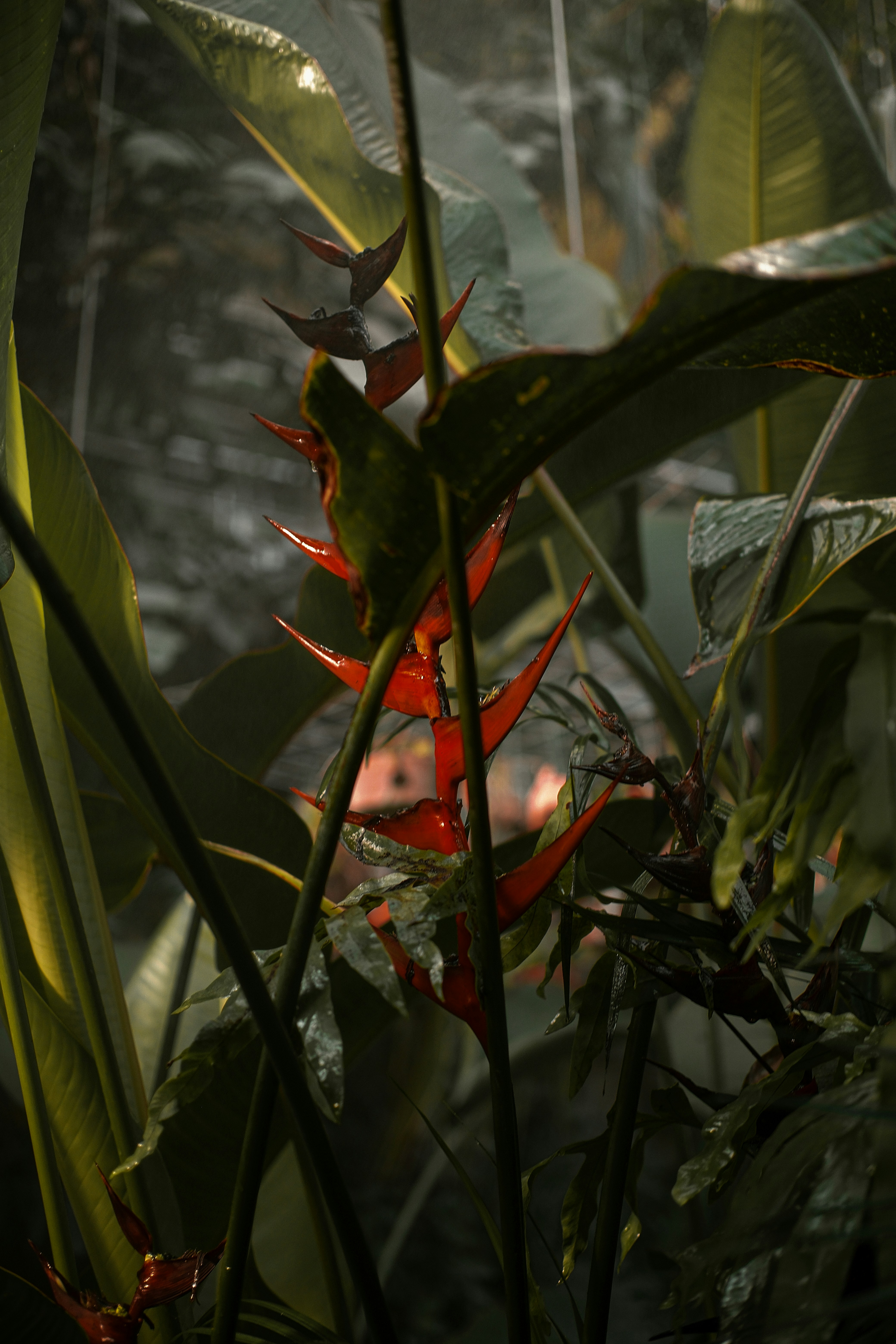 A bright red heliconia flower surrounded by large green tropical leaves