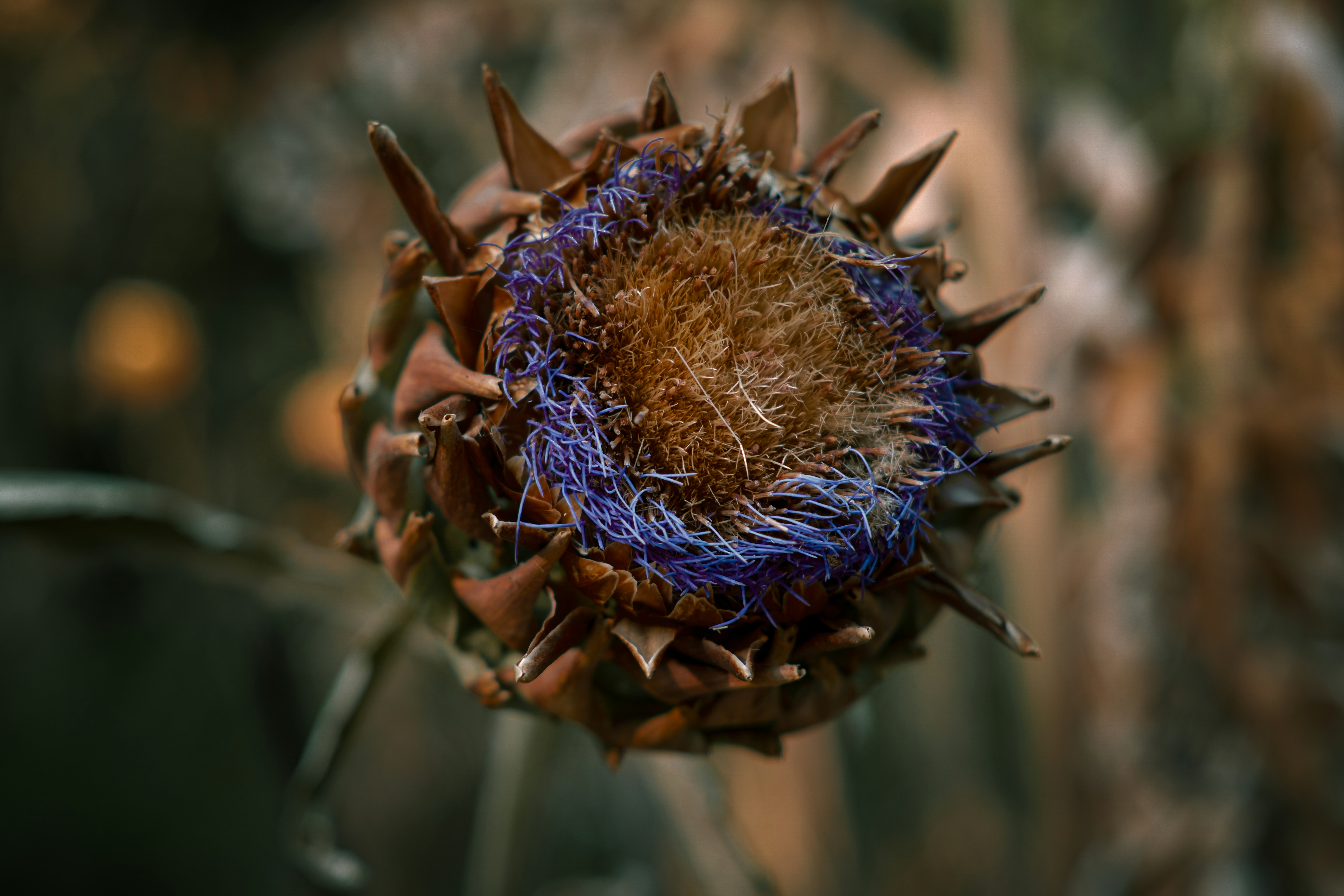 Bloom of Iron and Violet: A Close-Up of the Seed Heart