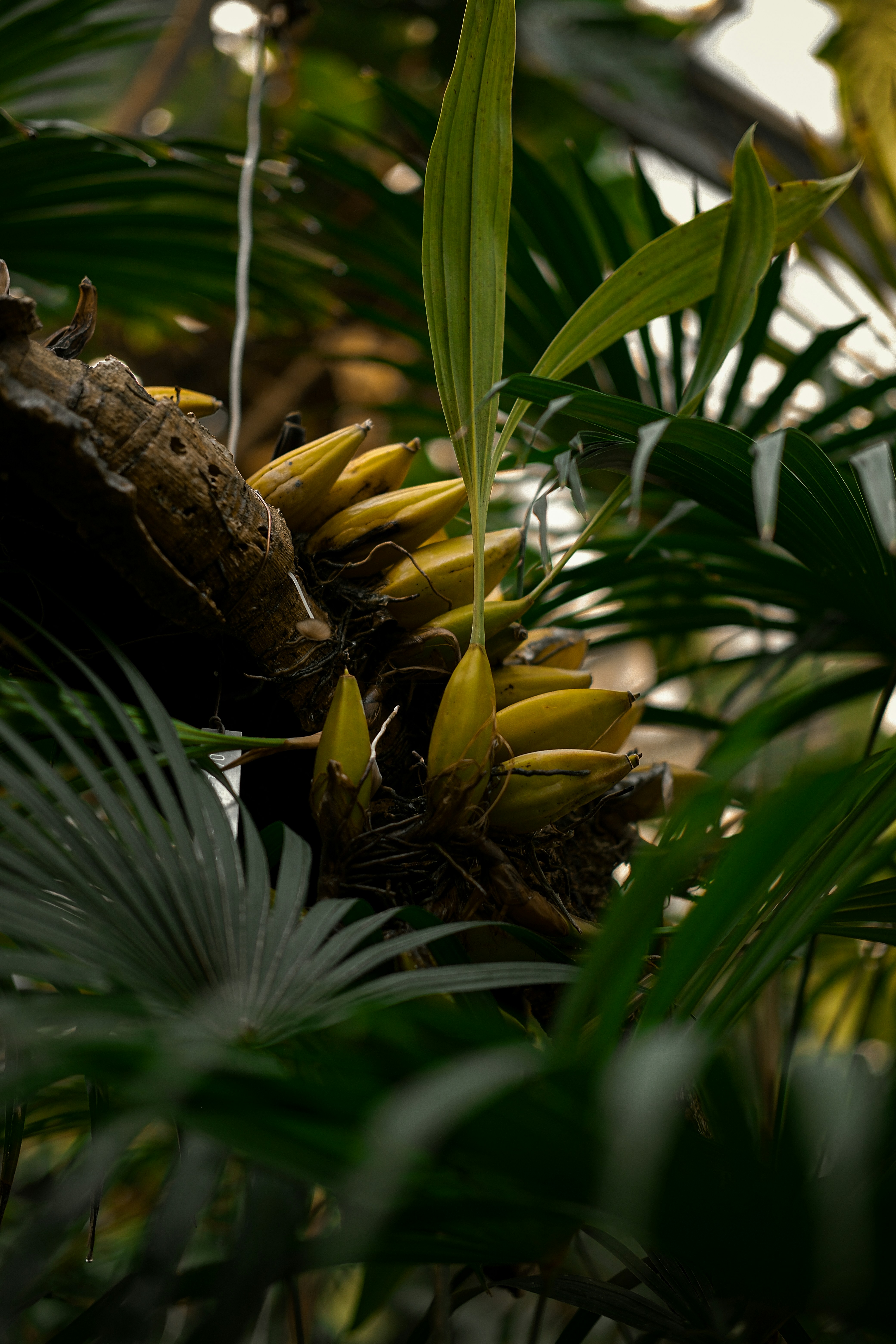 Banana Cluster Buried in Green Canopy