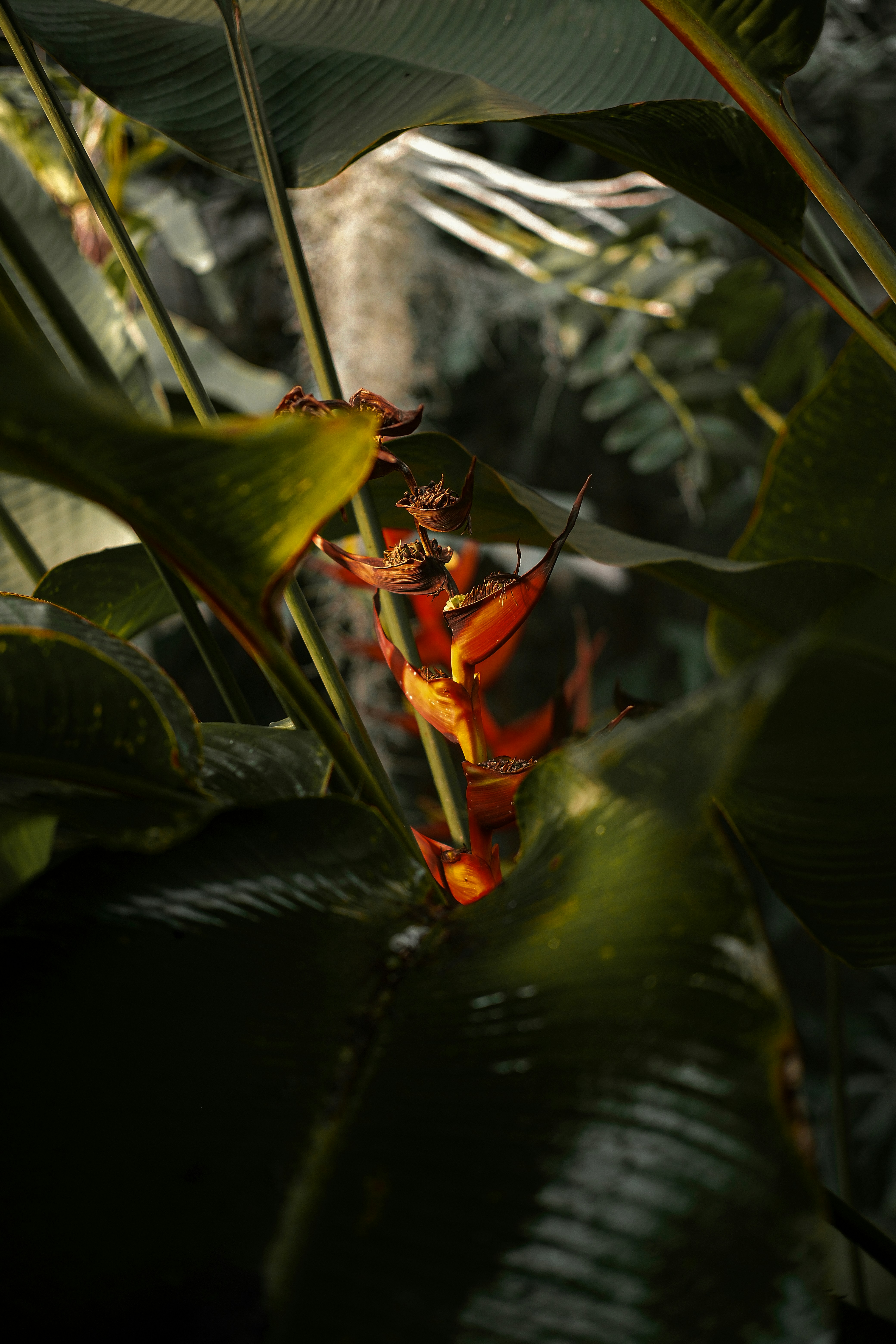 Flame orchid amid emerald shadows