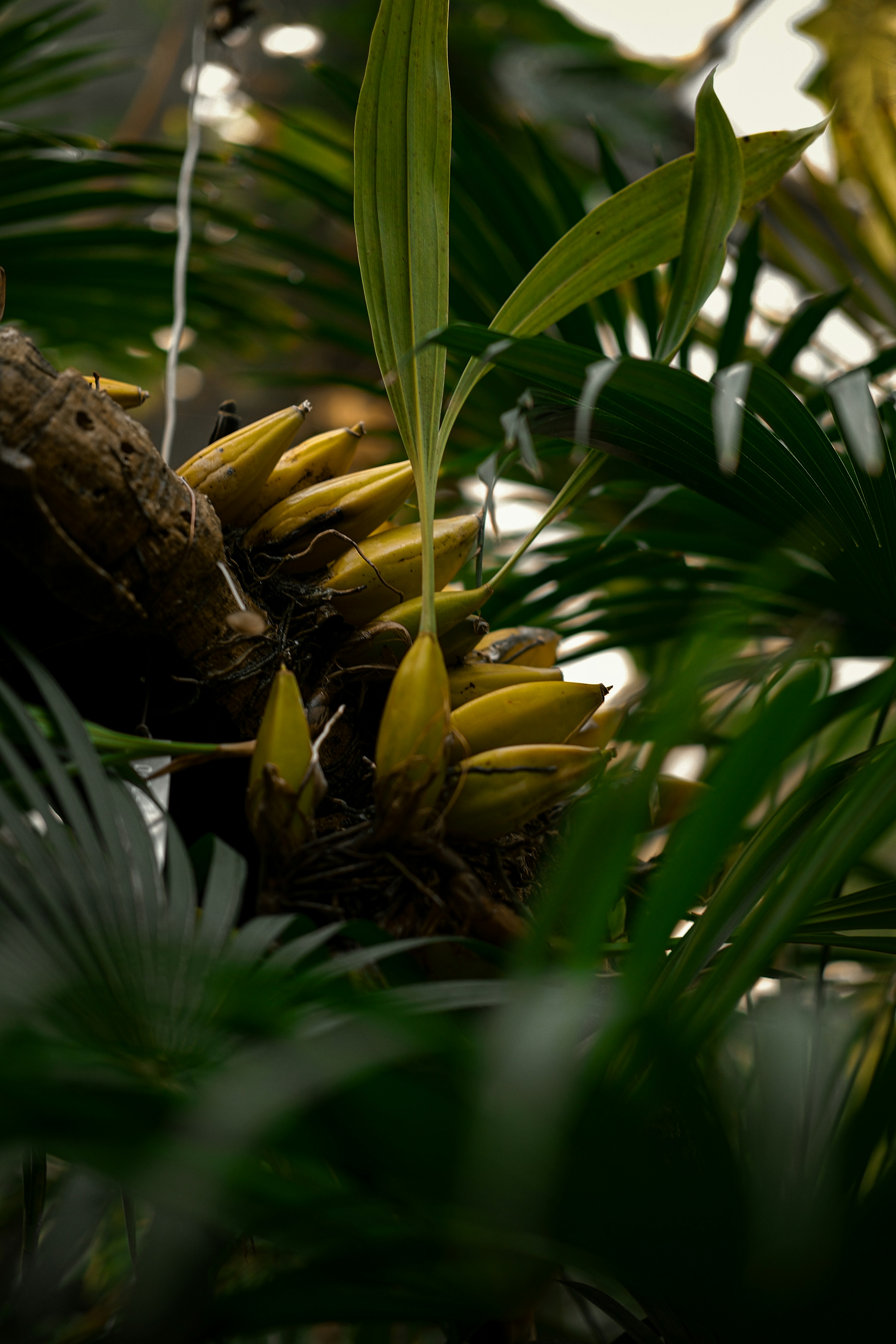 Banana Cluster on a Fern-Tangled Trunk