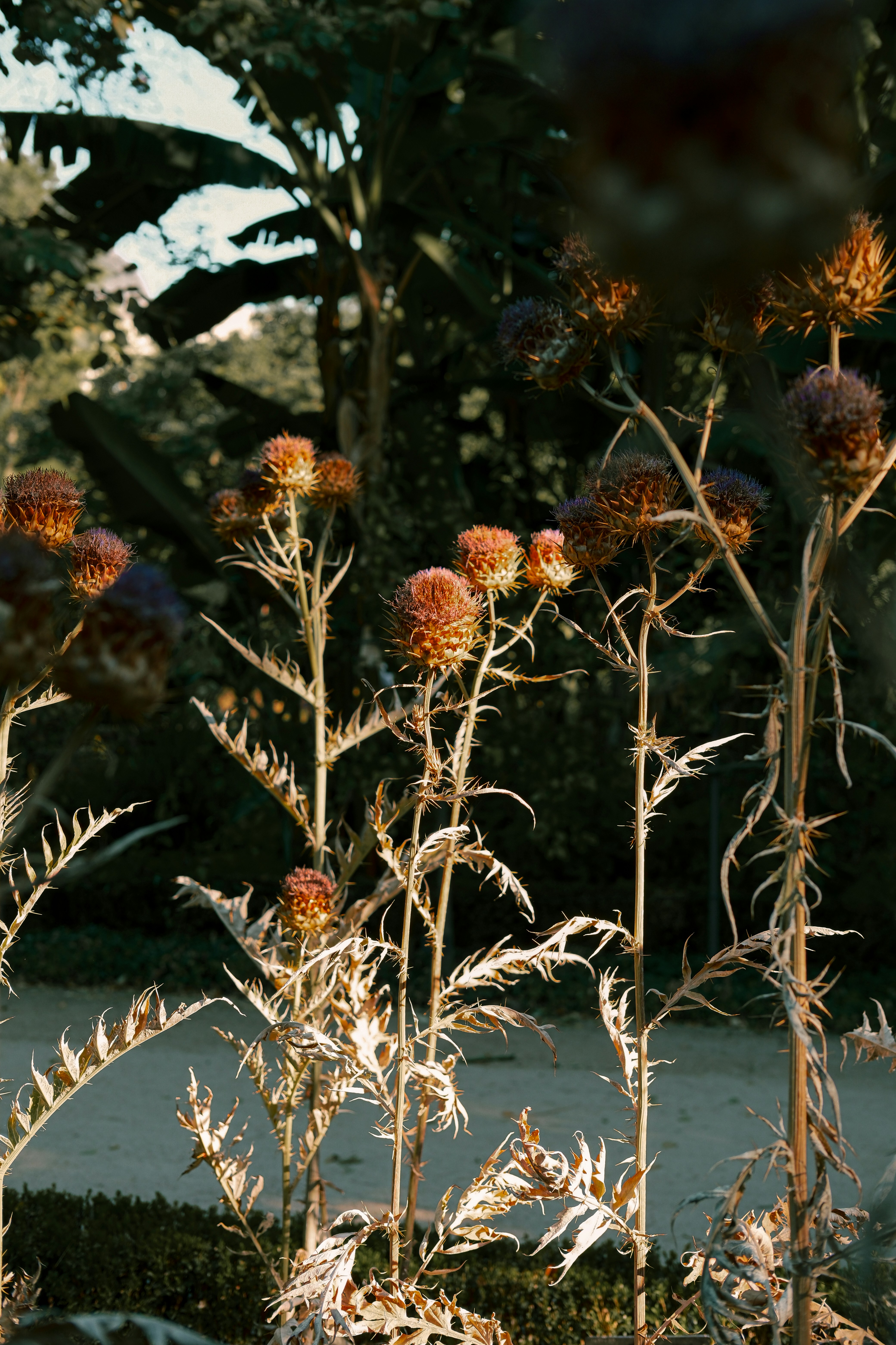 Sunlit Thistles in a Quiet Garden Path