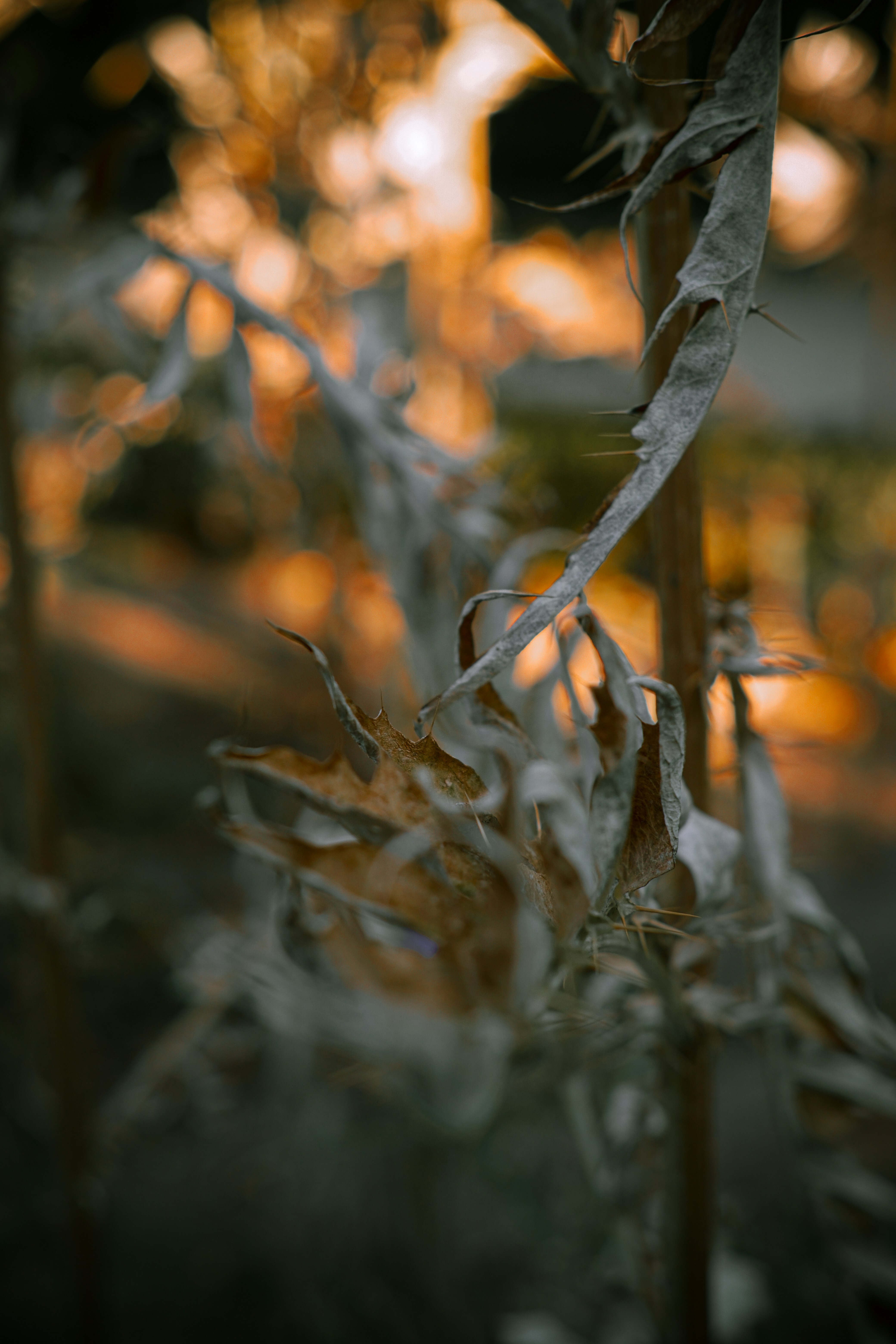 Golden Hour Ember: Quiet Wild Plants in Soft Focus