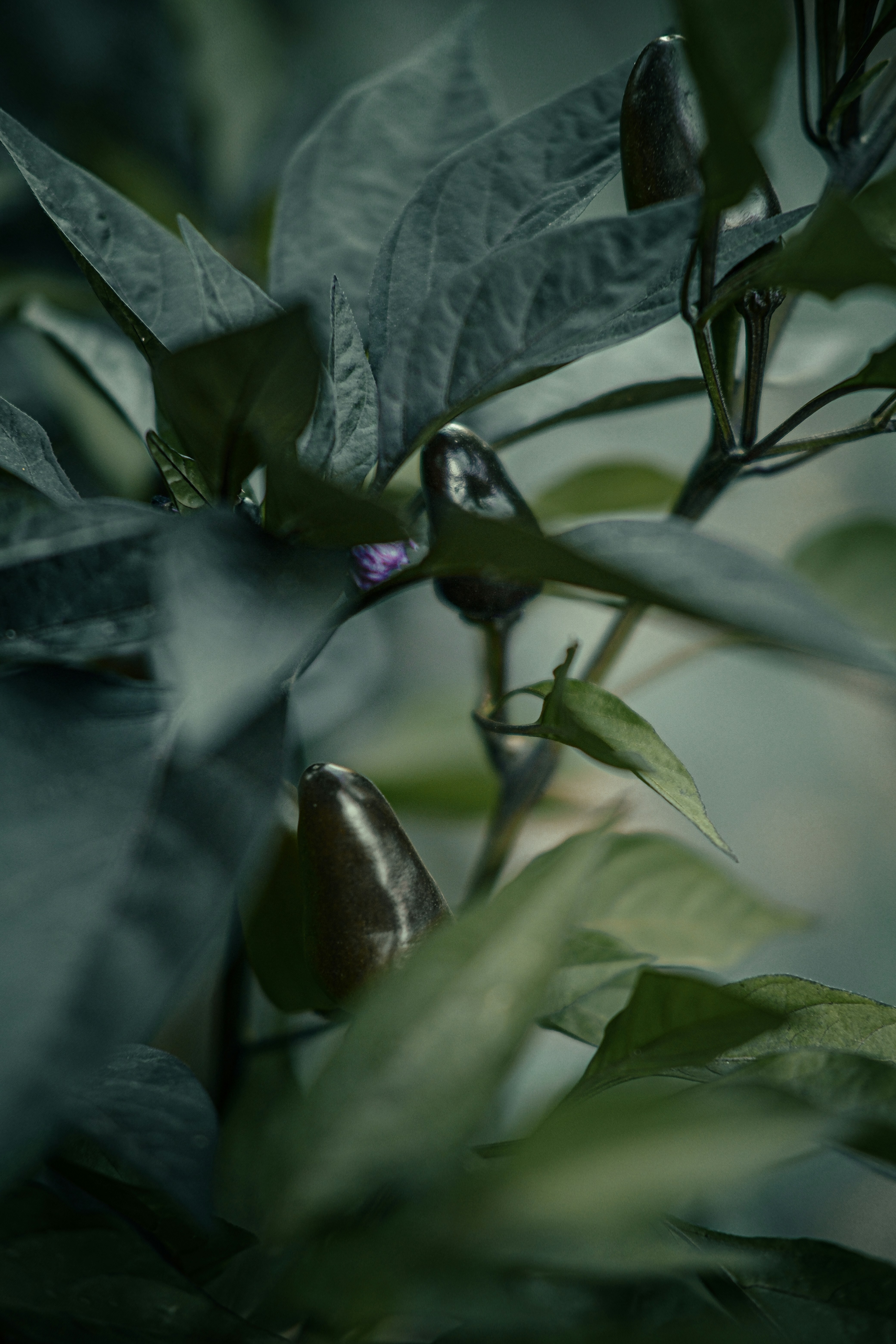 Understated Twilight Pods: A Close Encounter with Night-Pendant Peppers