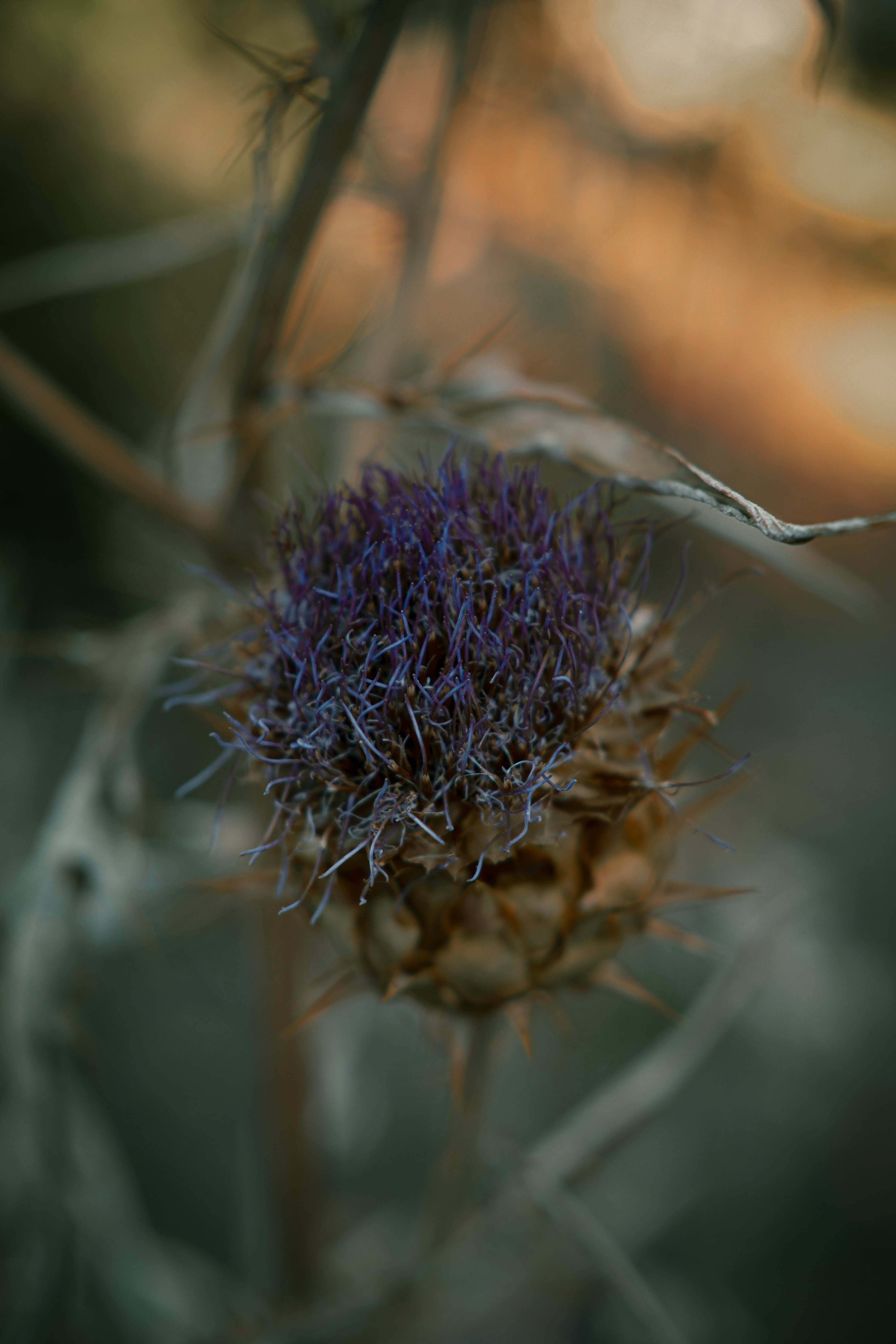 Crimson Crown: A Desaturated Thistle in Soft Autumn Light