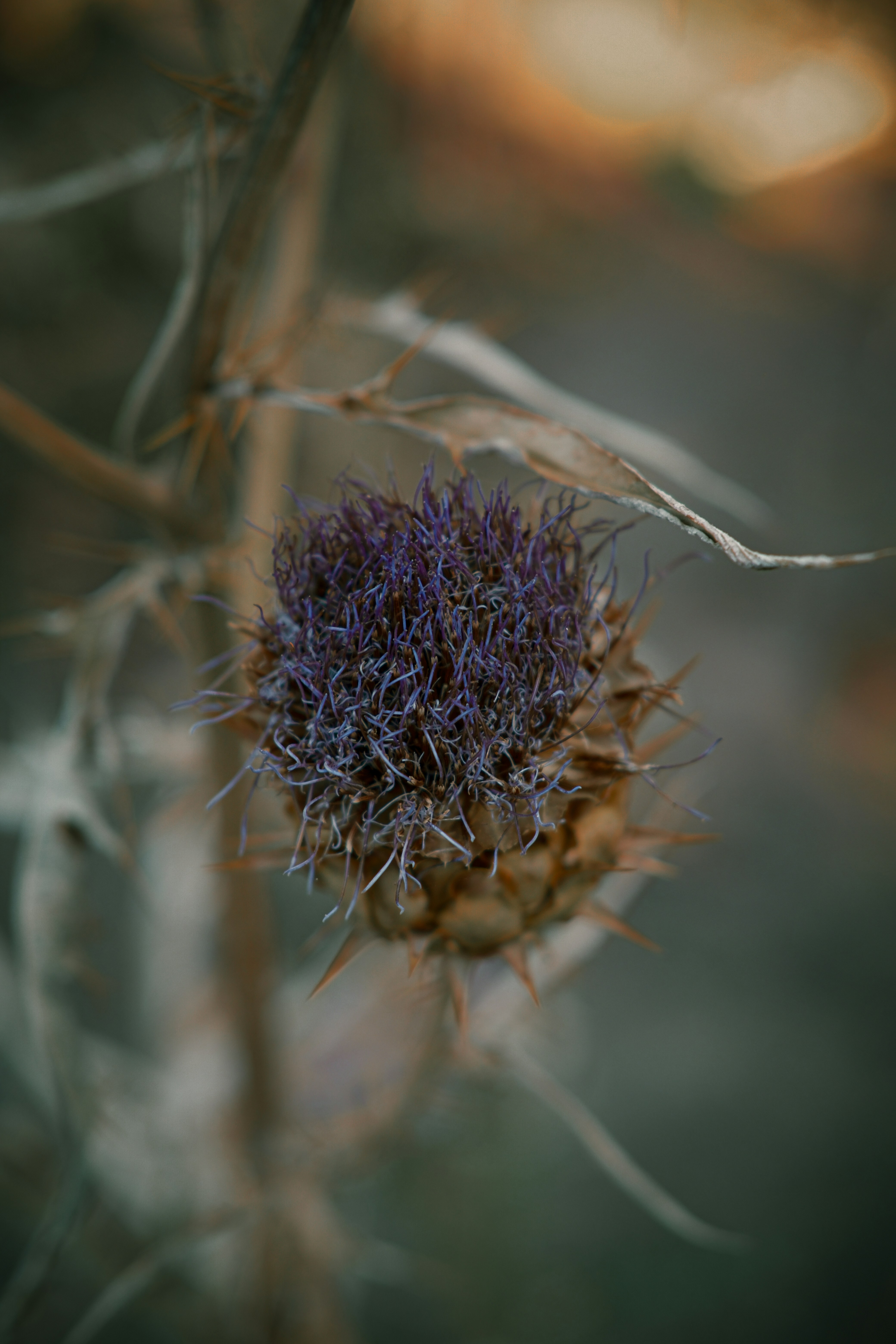Purple Bloom in Soft Focus: A Close-Up of a Withered Thistle