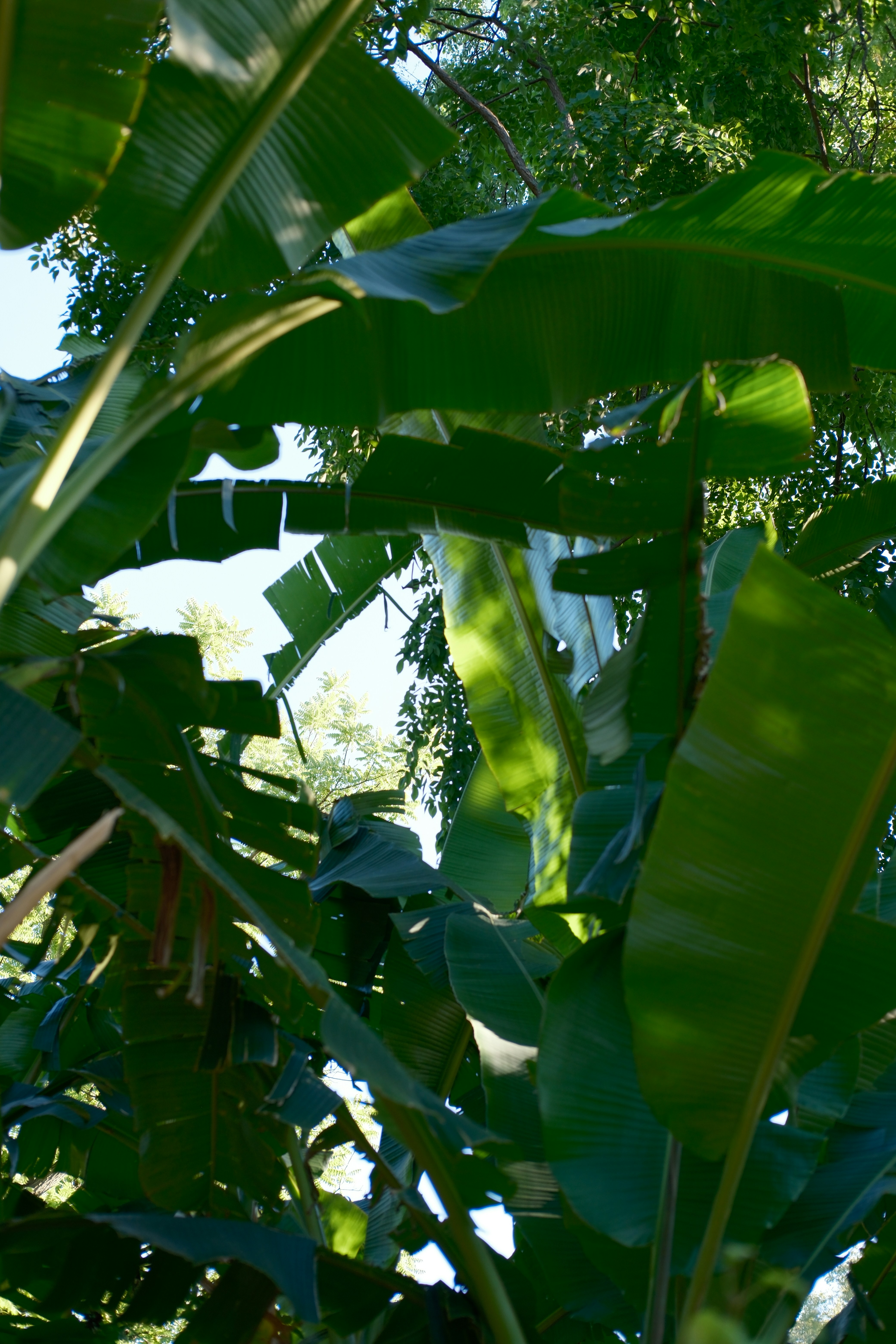 Tropical Canopy: Banana Leaves Framing a Sunlit Sky
