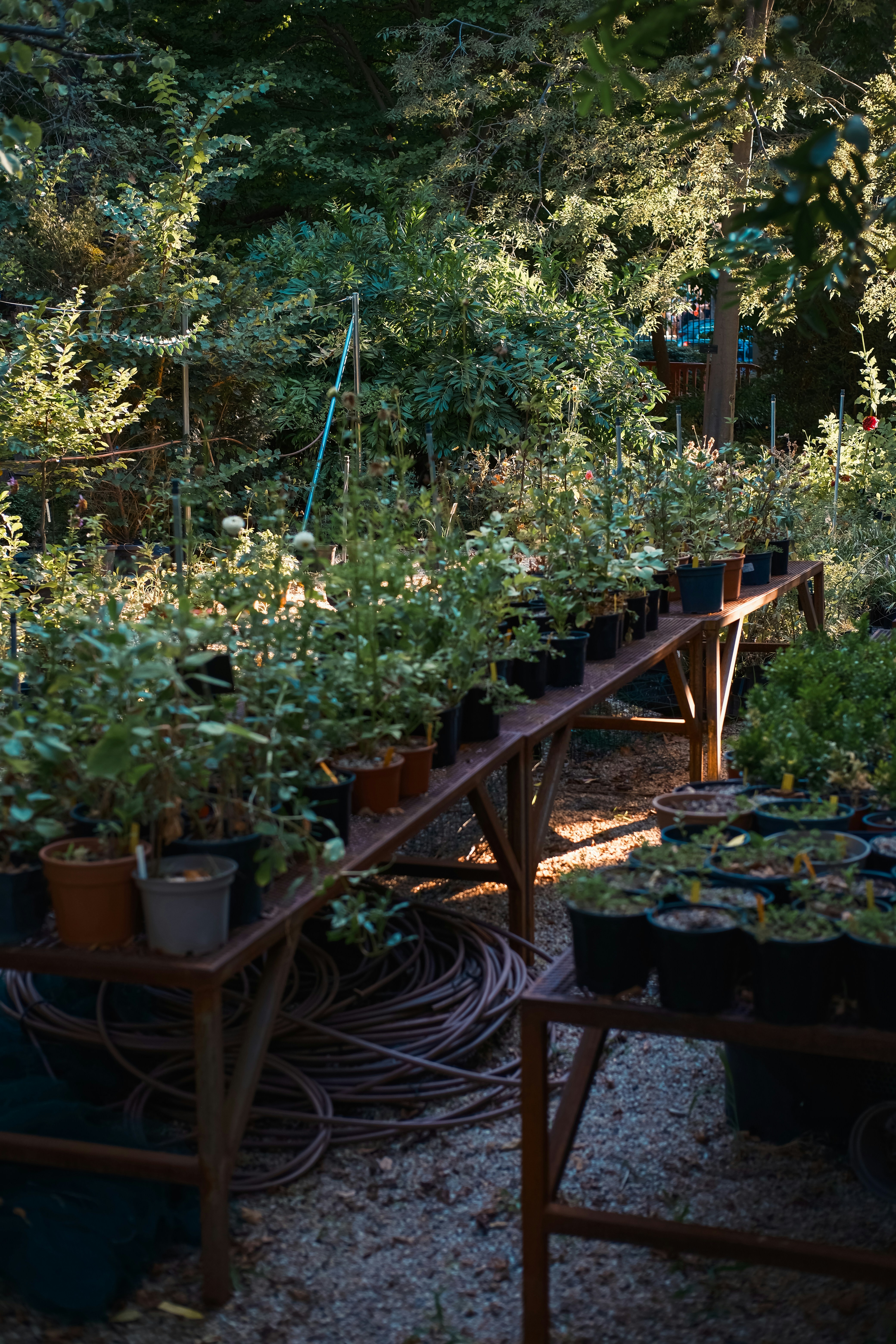 Sunlit Rows of Potted Plants on a Wooden Nursery Table