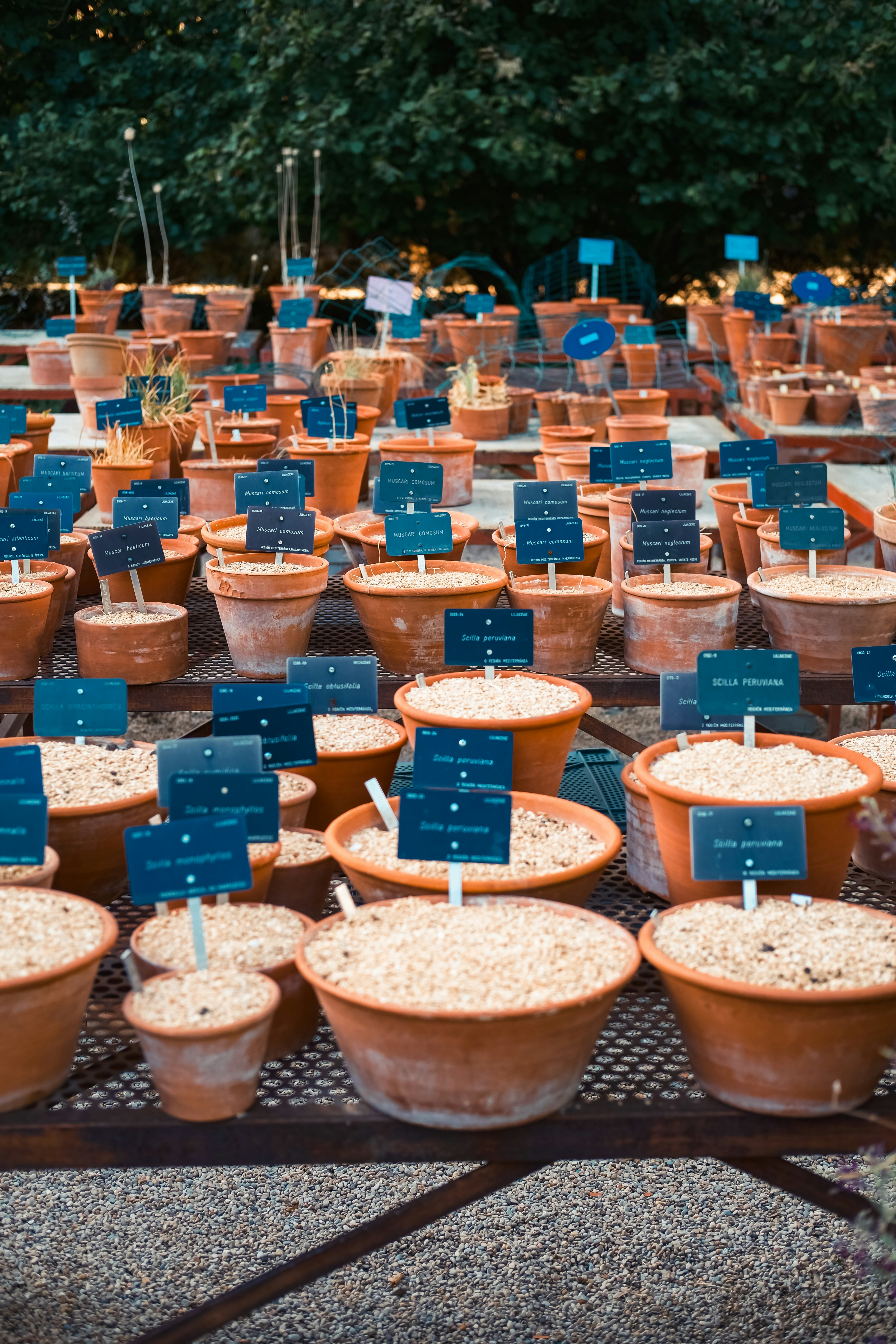 Terracotta Garden Rows: A Classroom of Pots with Blue Labels