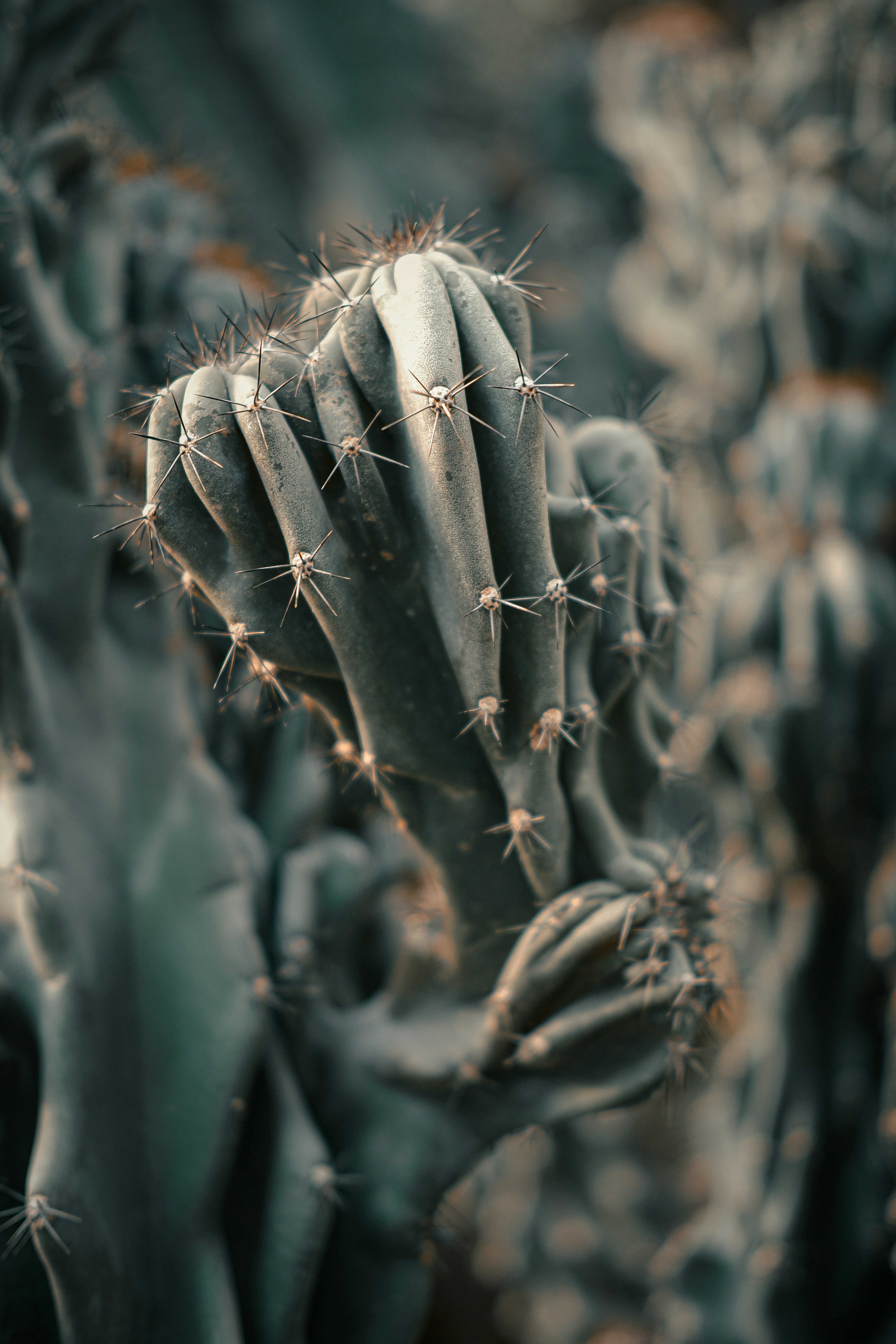 Close-up of a Cactus Spine Cluster: Architectural Trunks in Focus