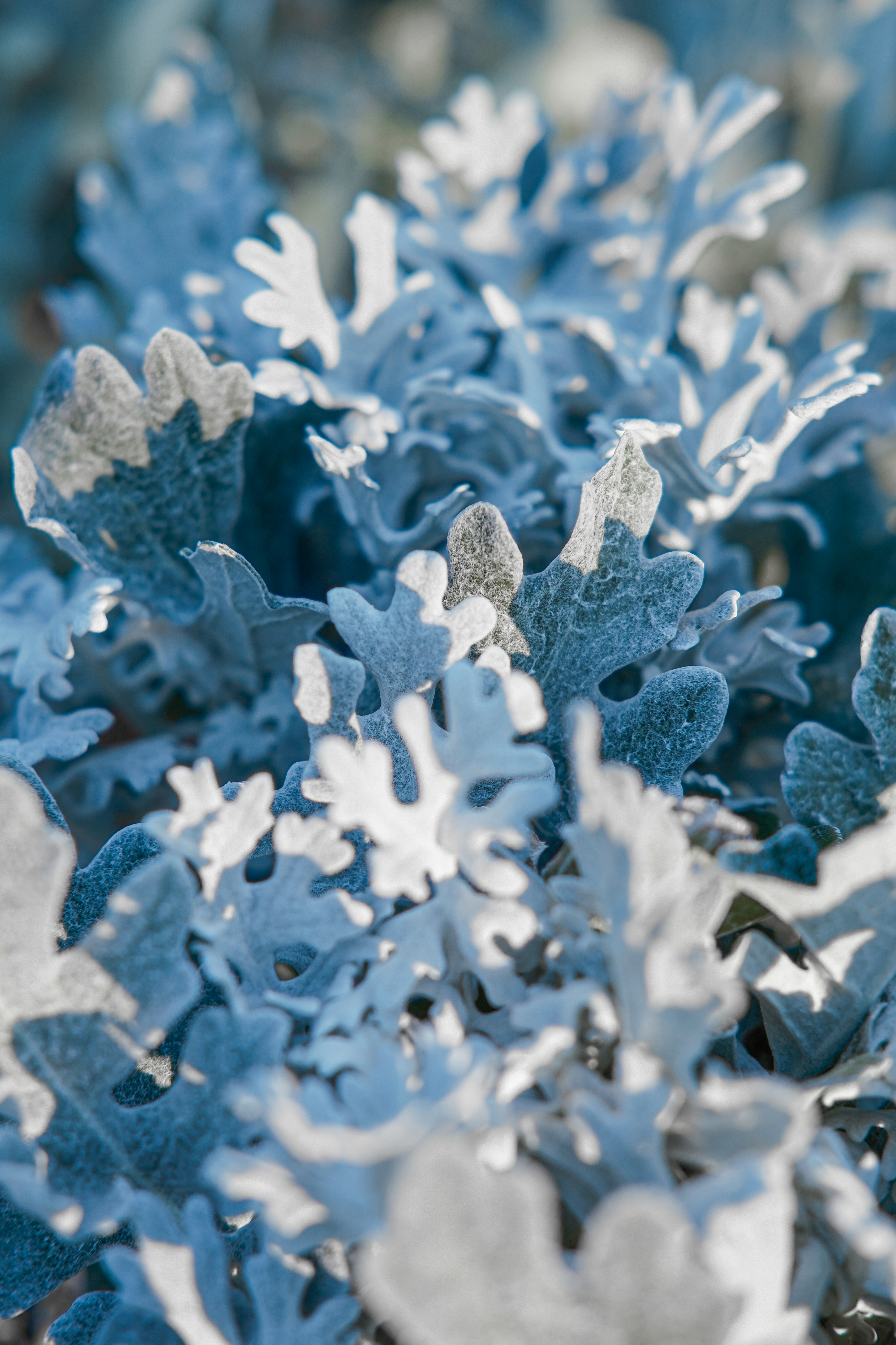 Frosted Blue Botanical: a close embrace of sculpted silvery leaves