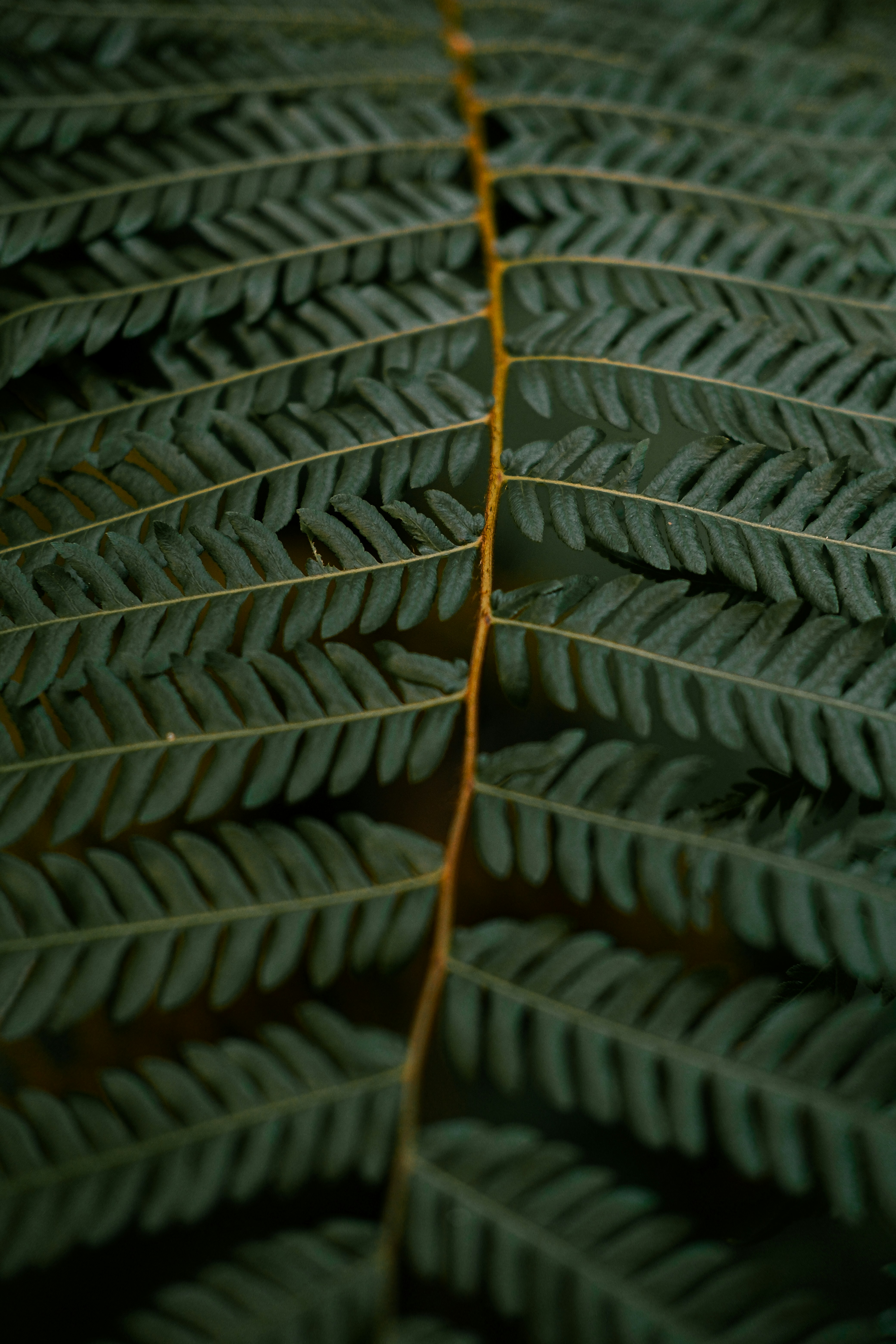 Centered Fern Symphony: A Vertical Dance of Fronds
