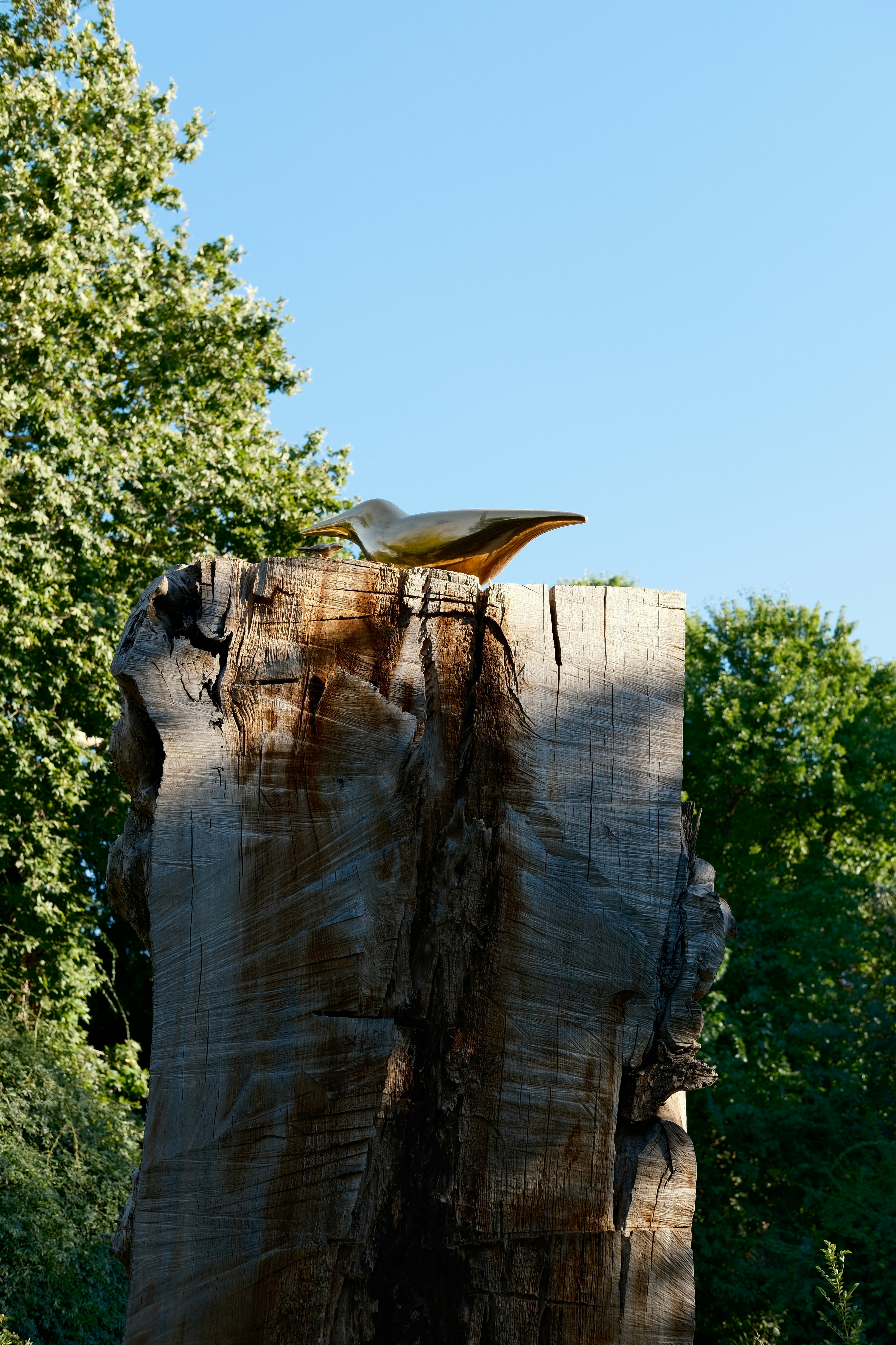 Cedar Stump Sentinel: A Bird Treads the Old Trunk