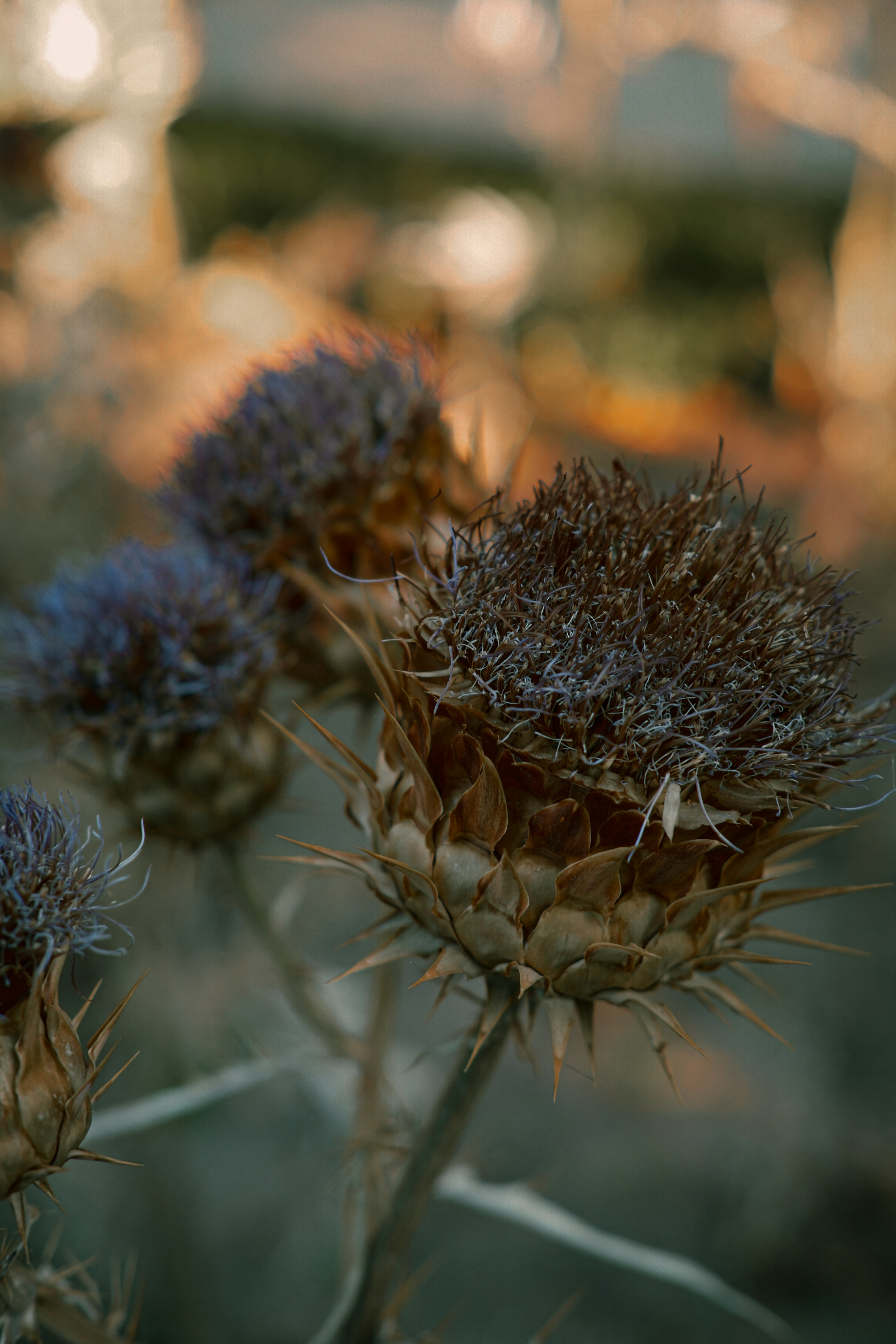 Artichoke-Head Close-Up in Autumn Light