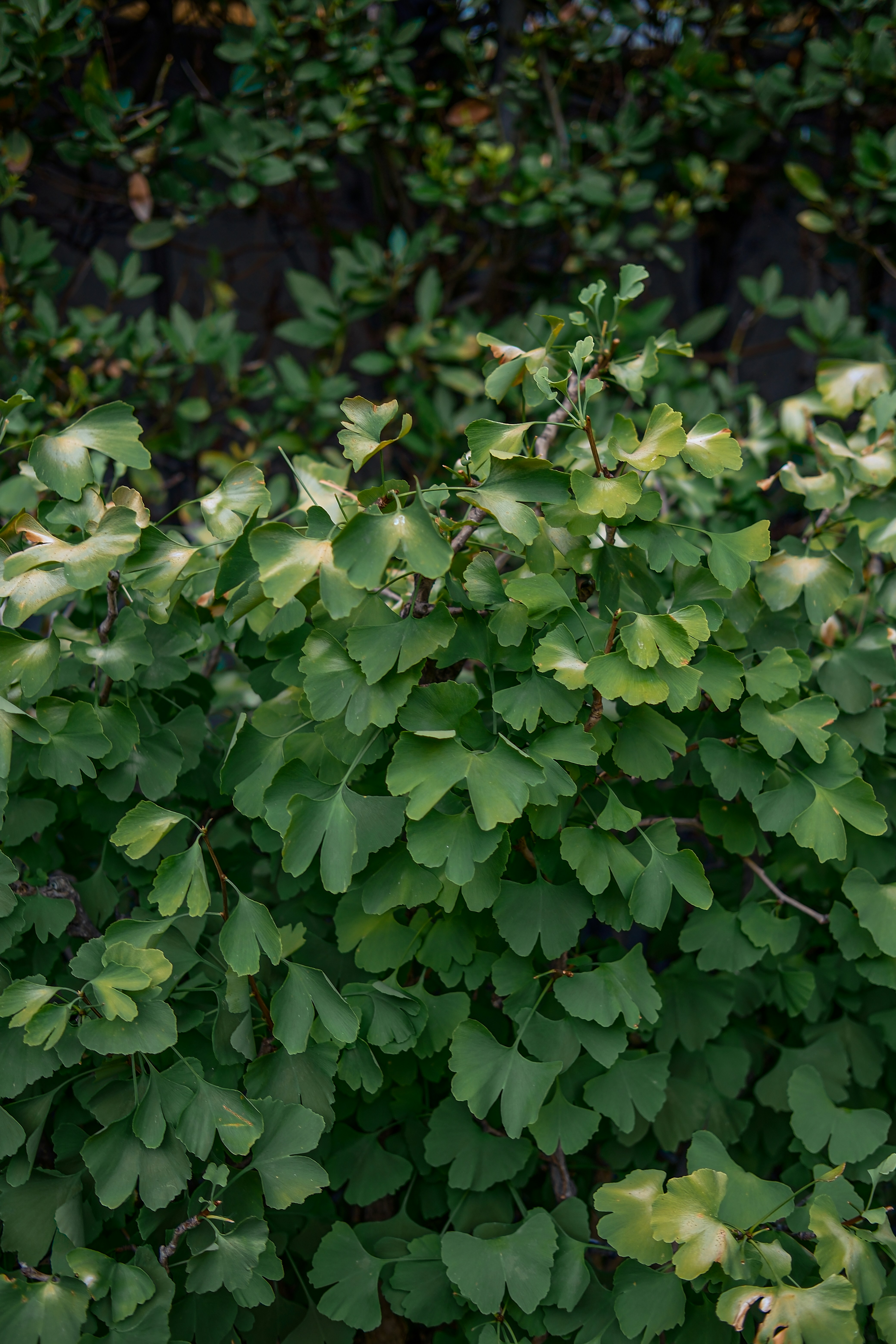 Verdant Sea: a dense canopy of lobed leaves filling the frame
