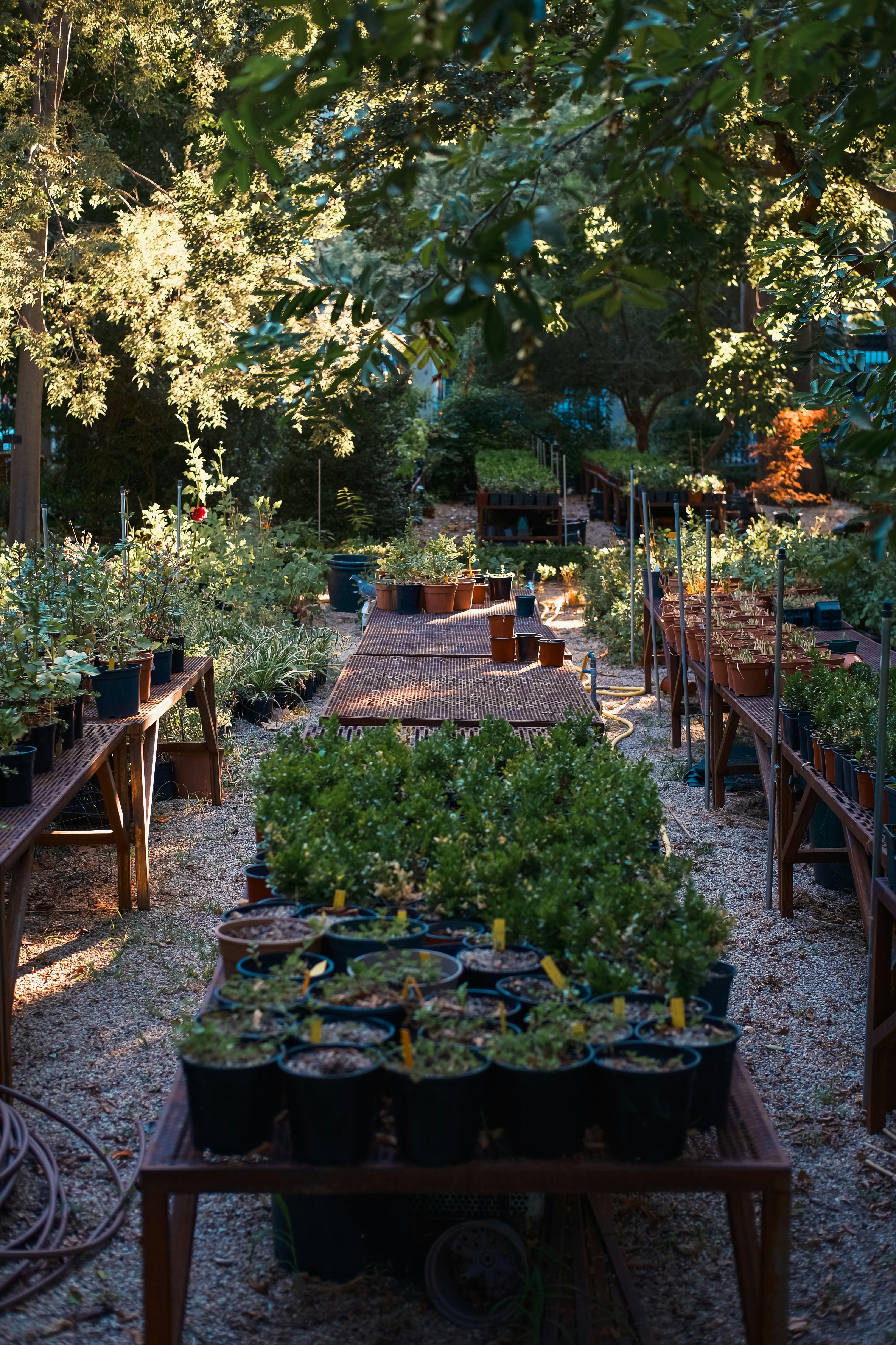 Sunlit Rows: A Quiet Nursery Path Through a Nurtured Garden